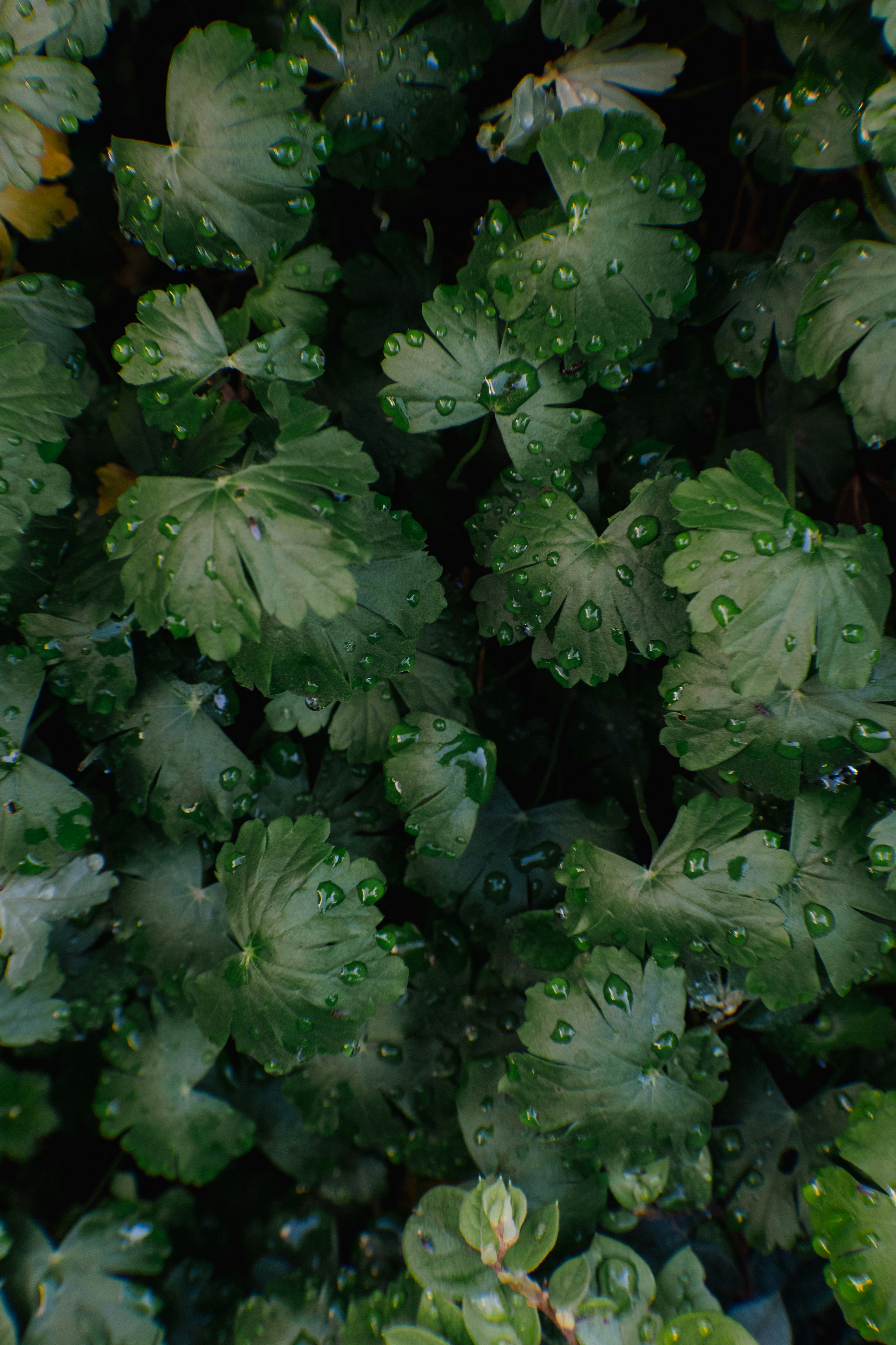 Dew-Kissed Emerald Leaves: A Close-Up of Verdant Texture