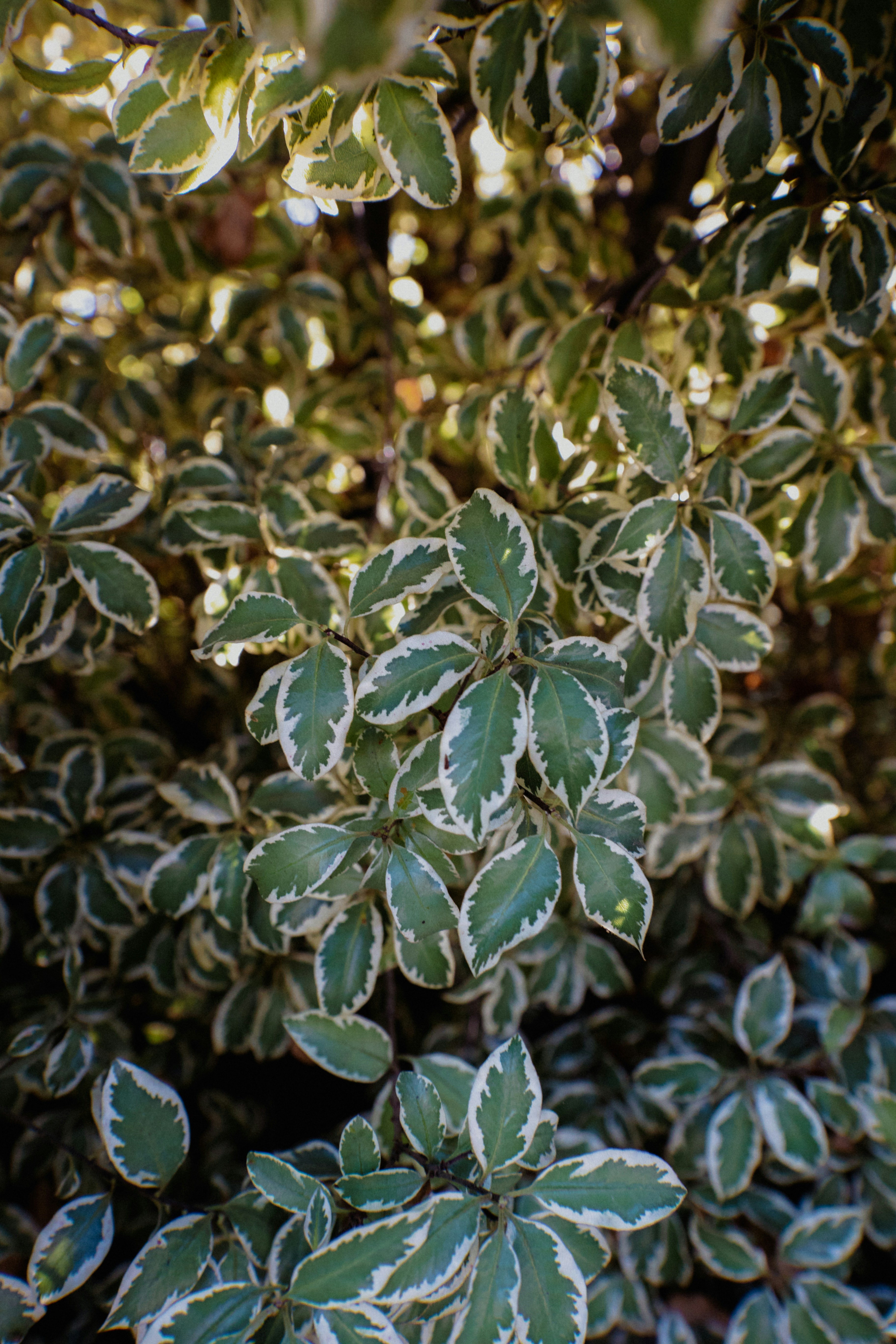 Cream-Edged Foliage: A Quiet Close-Up of Variegated Leaves