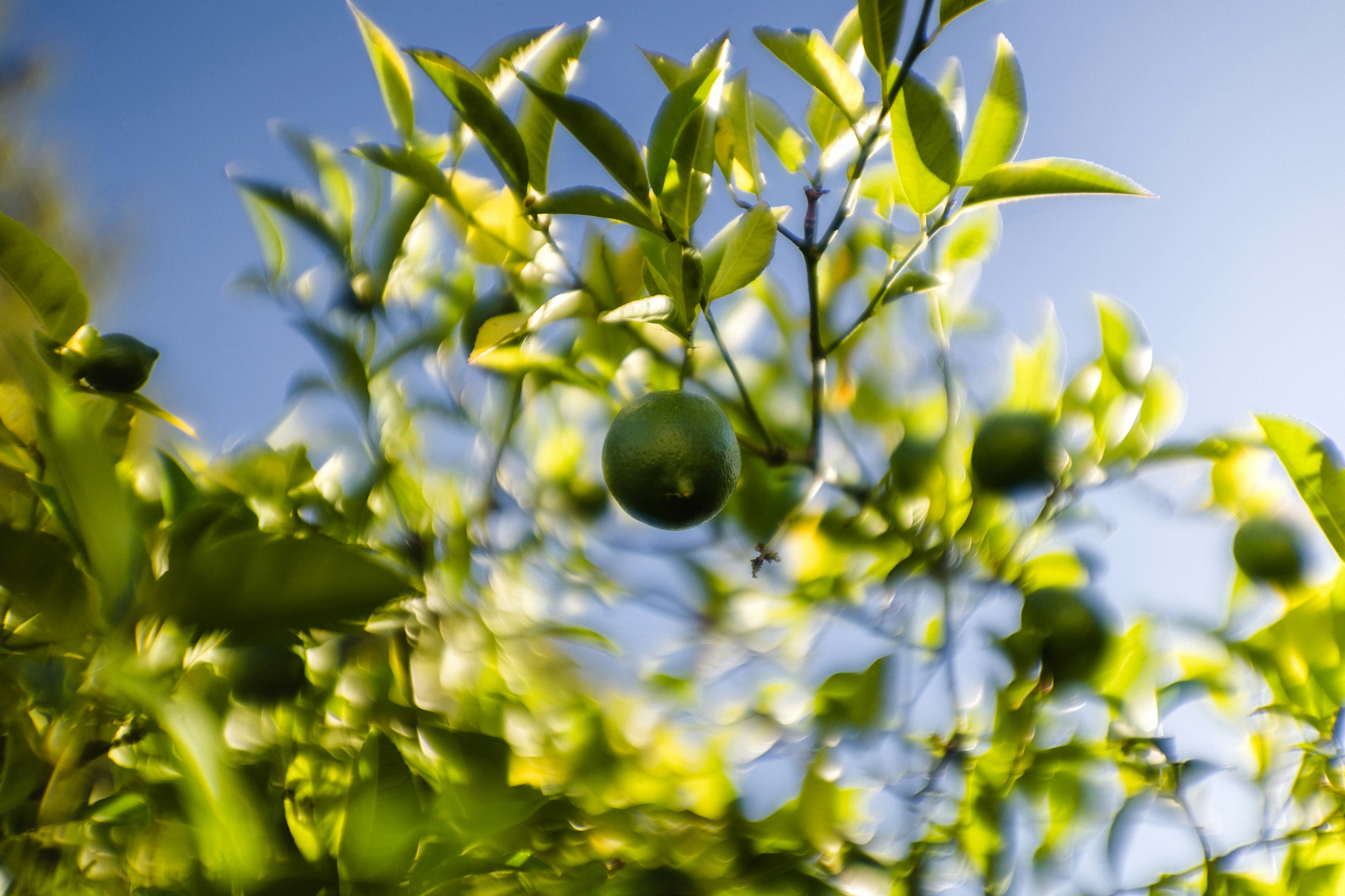 Single lime against a sunlit citrus canopy