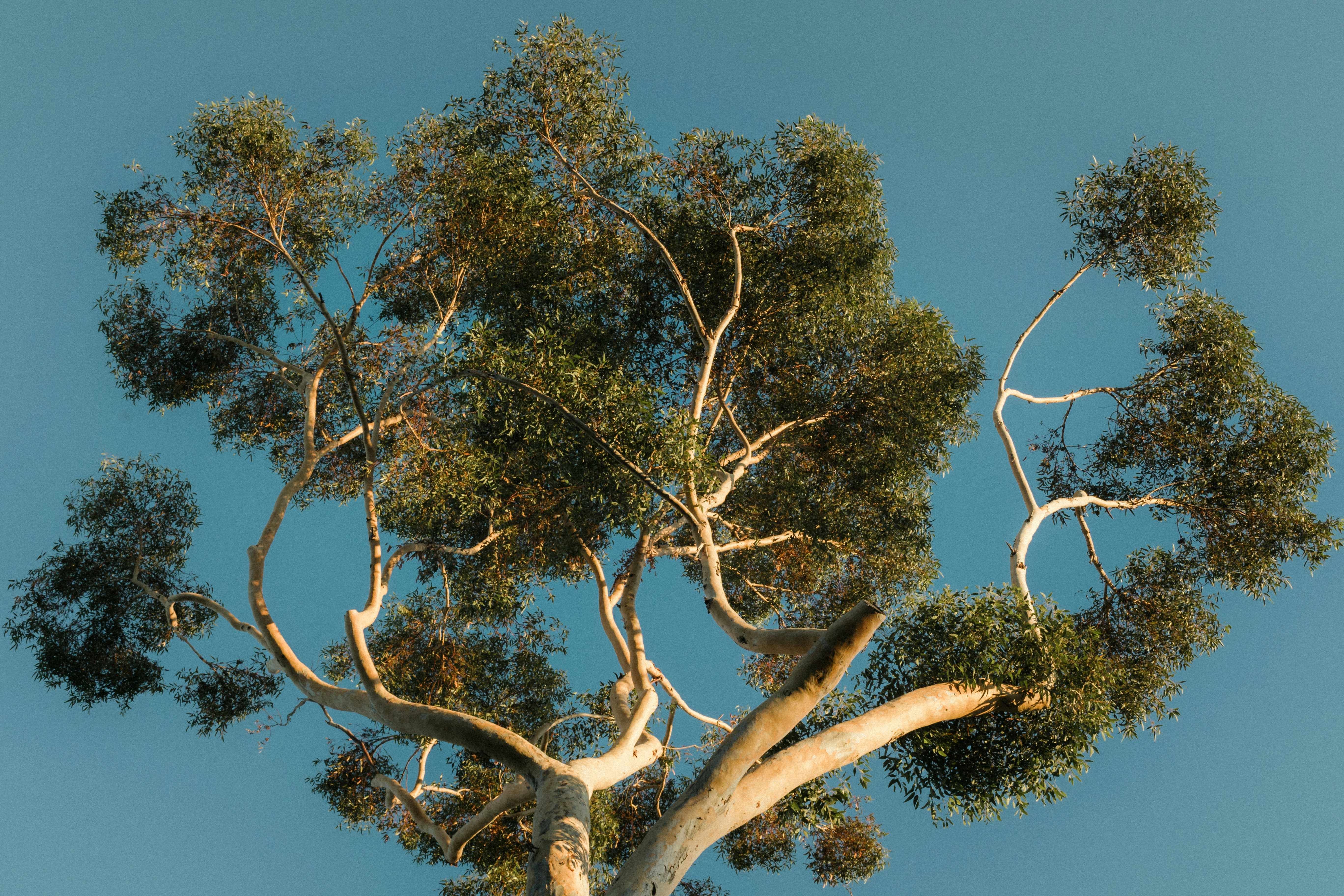 Cerulean Sky Through a Crown of Eucalyptus