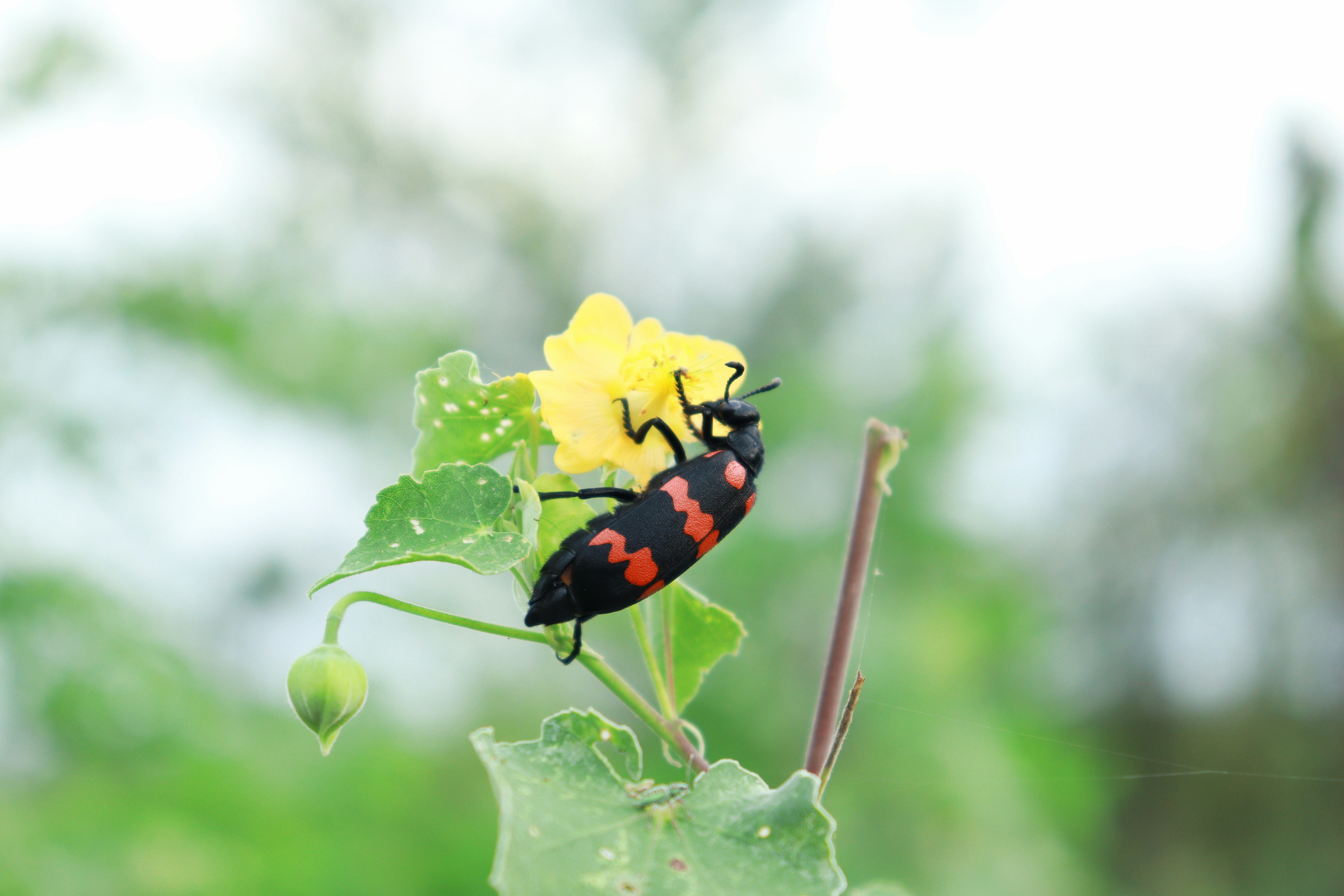 Crimson-Banded Moth Clinging to a Sunlit Yellow Blossom