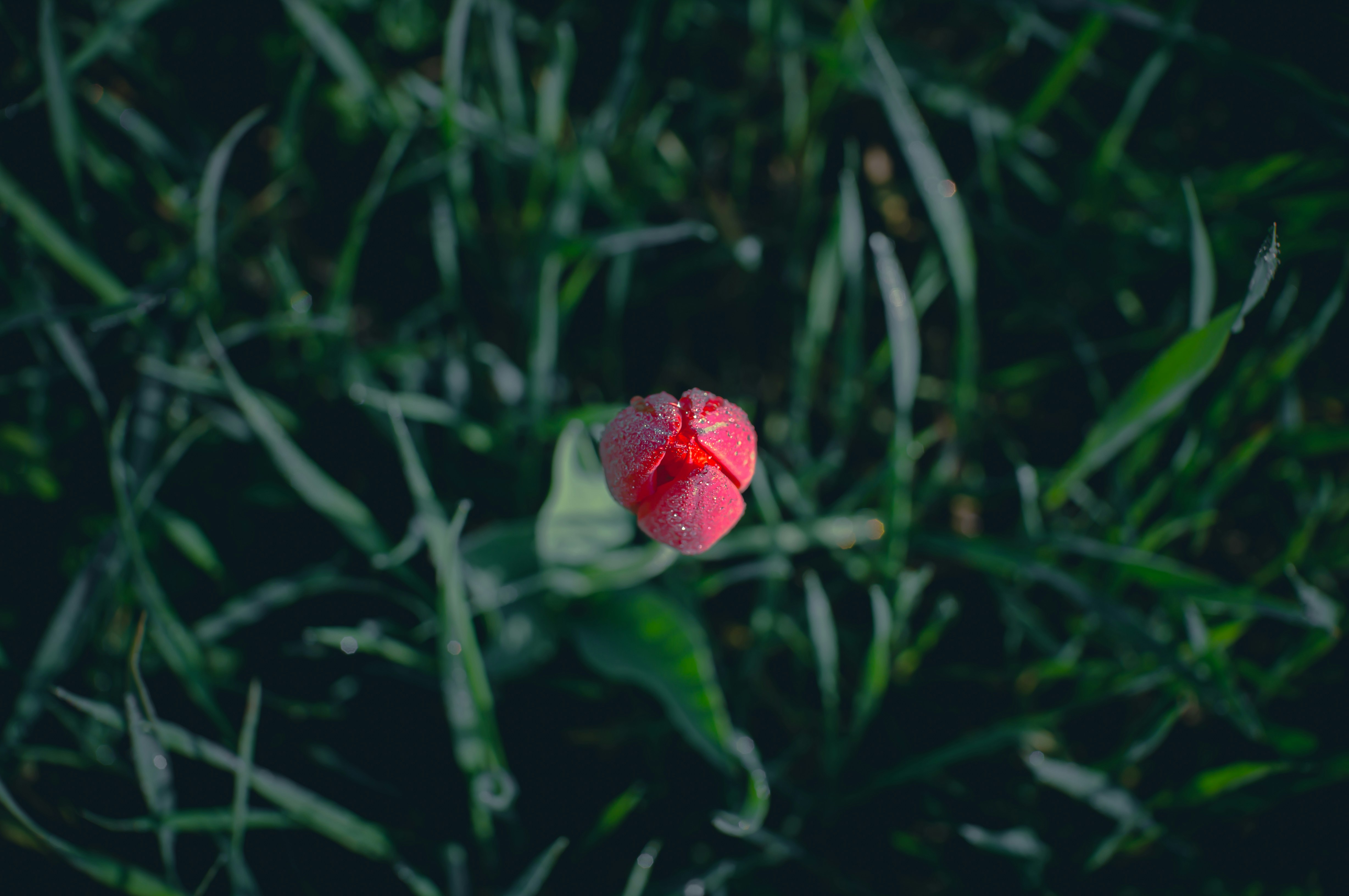 A vibrant red tulip stands tall amidst lush green grass, glistening with morning dew. The focus highlights the flower's delicate petals and natural beauty.