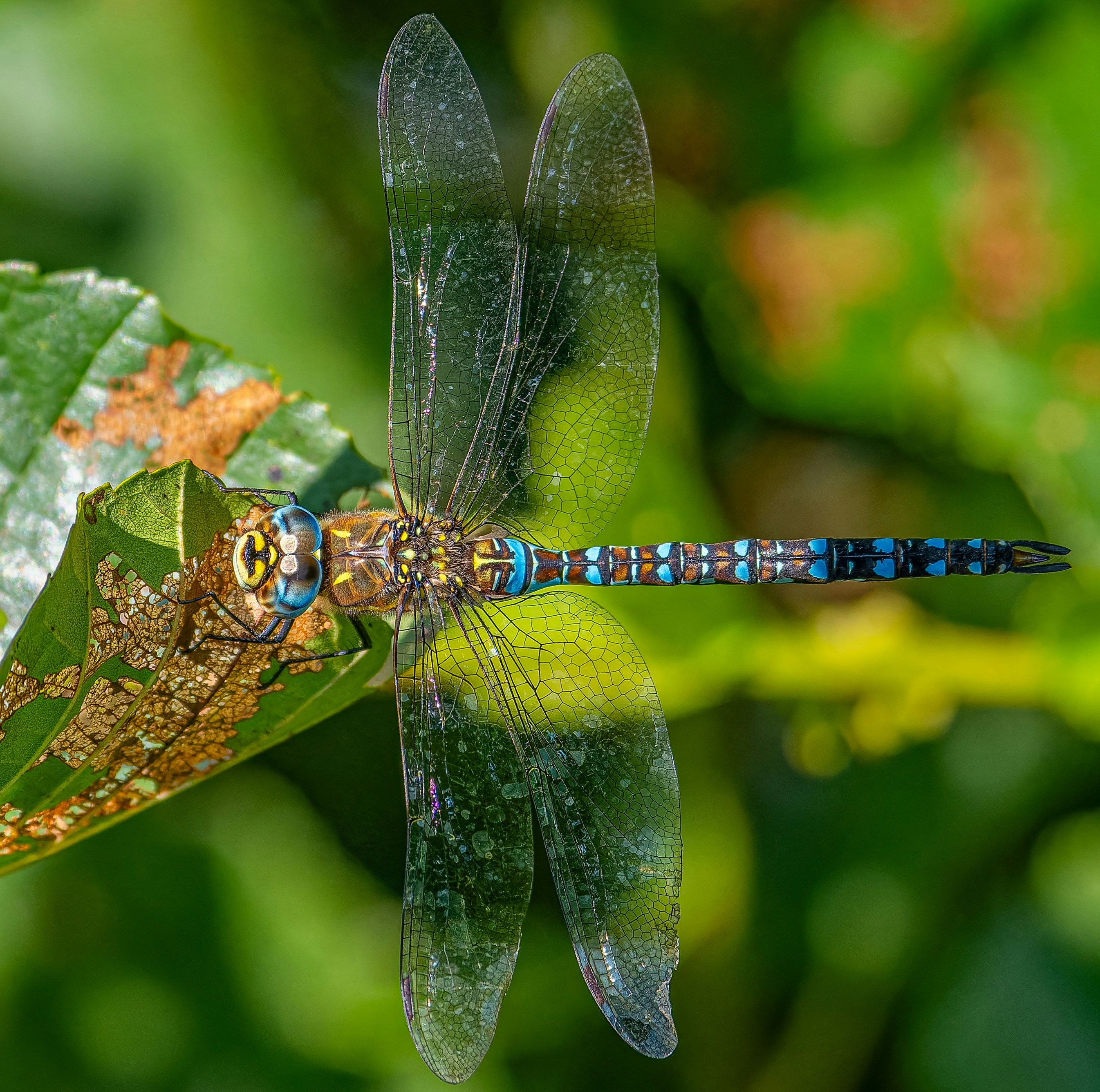 Symphony of Wings: A Dragonfly's Portrait