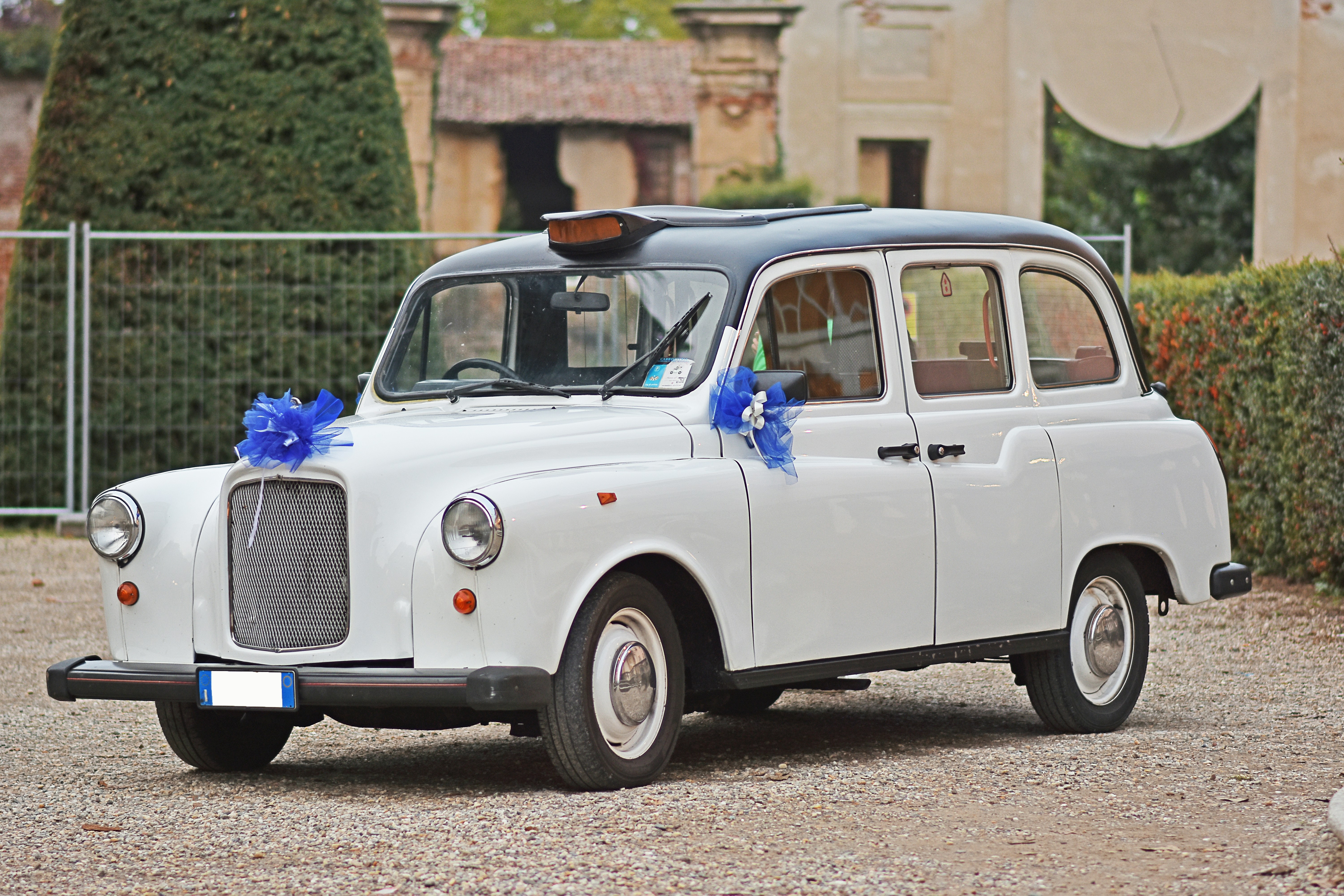 A white car with a blue bow on the front photo – Free Sposi Image on ...