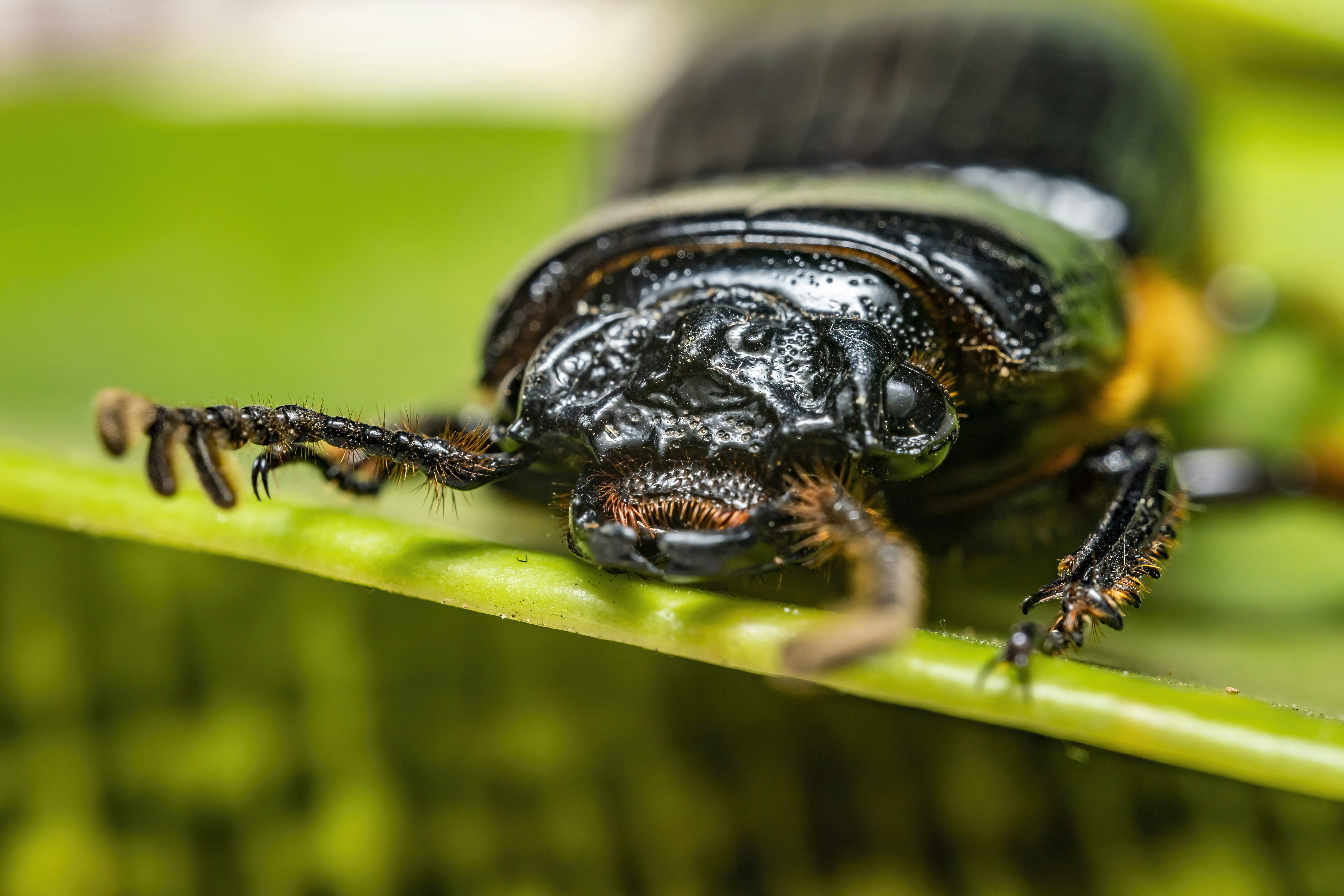Foto Un primer plano de un insecto en una hoja – Imagen Brasil gratis ...