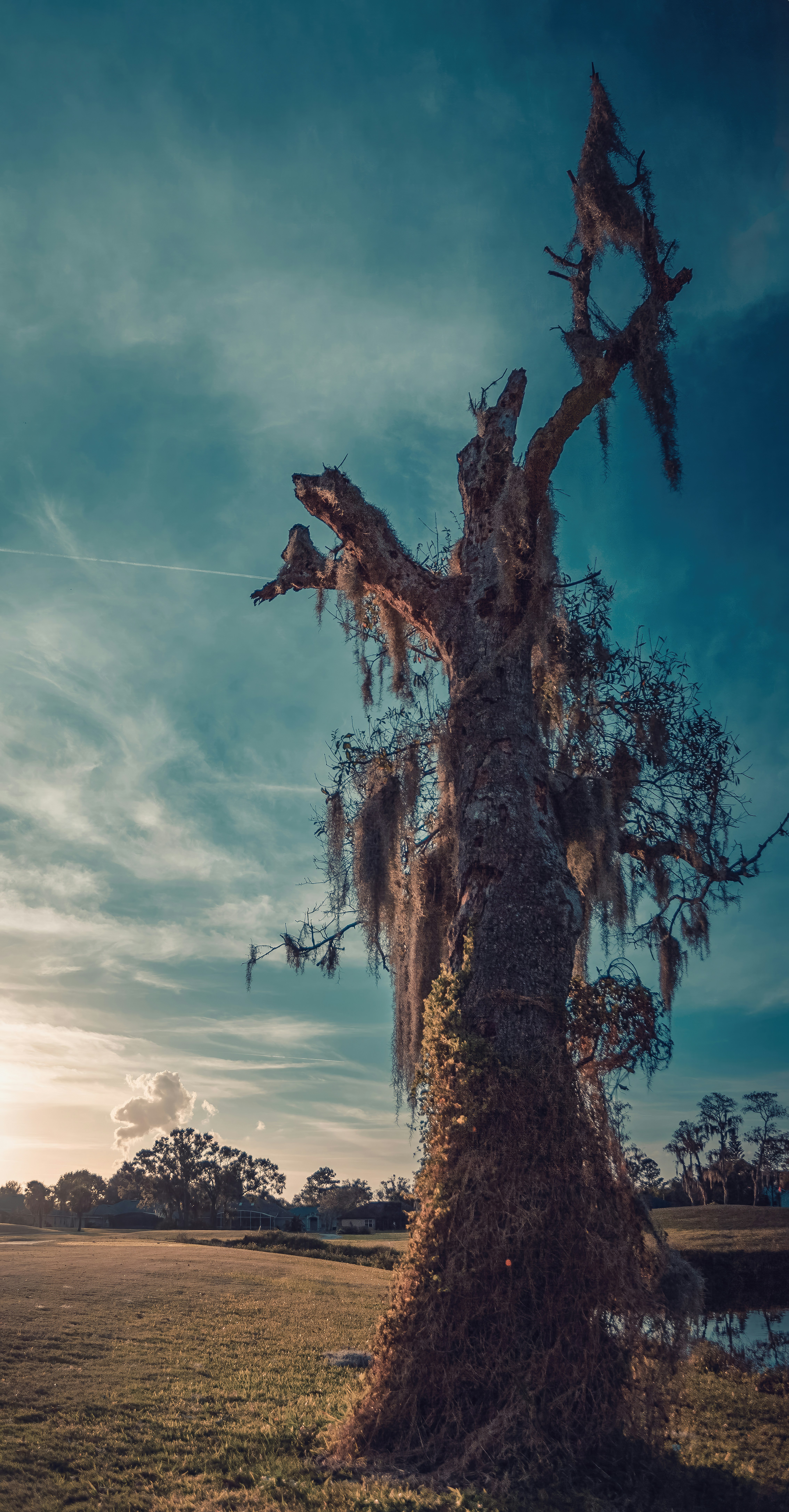 Spanish Moss Sentinel at Dusk