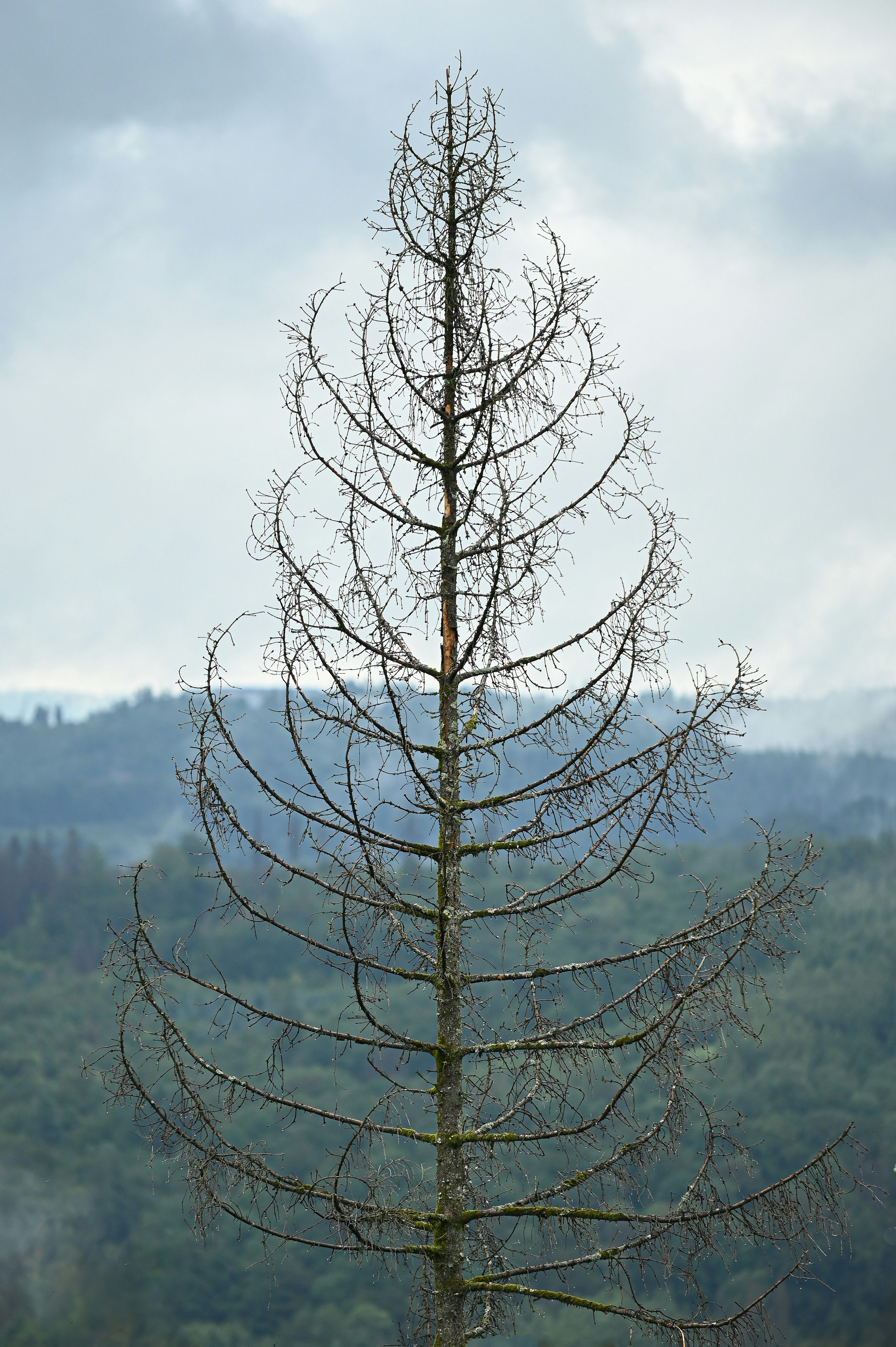 Lone Conifer Skeleton Reaches Toward a Clouded Horizon