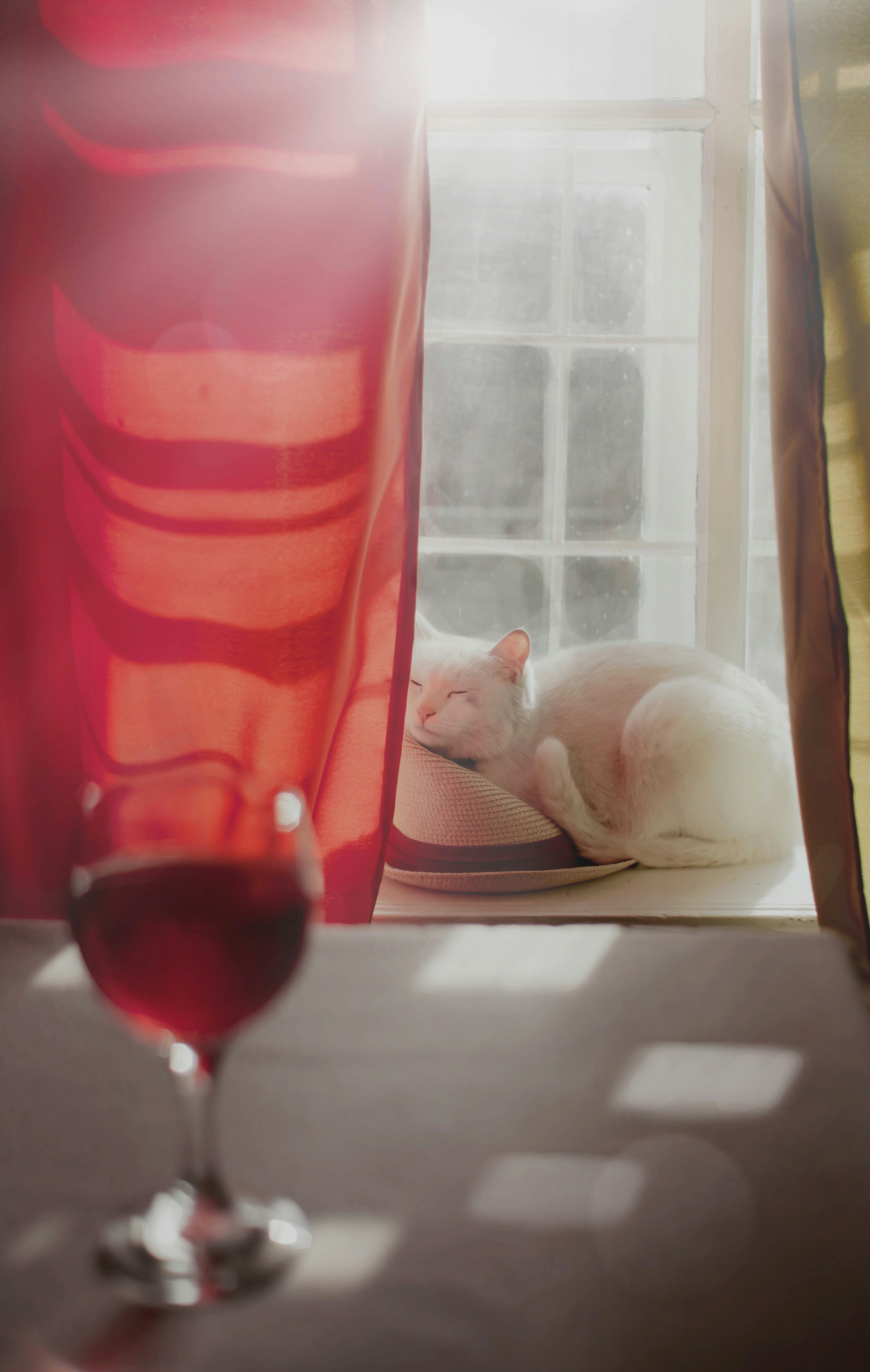 Window Sill Reverie: A White Cat Napping in Warm Morning Light