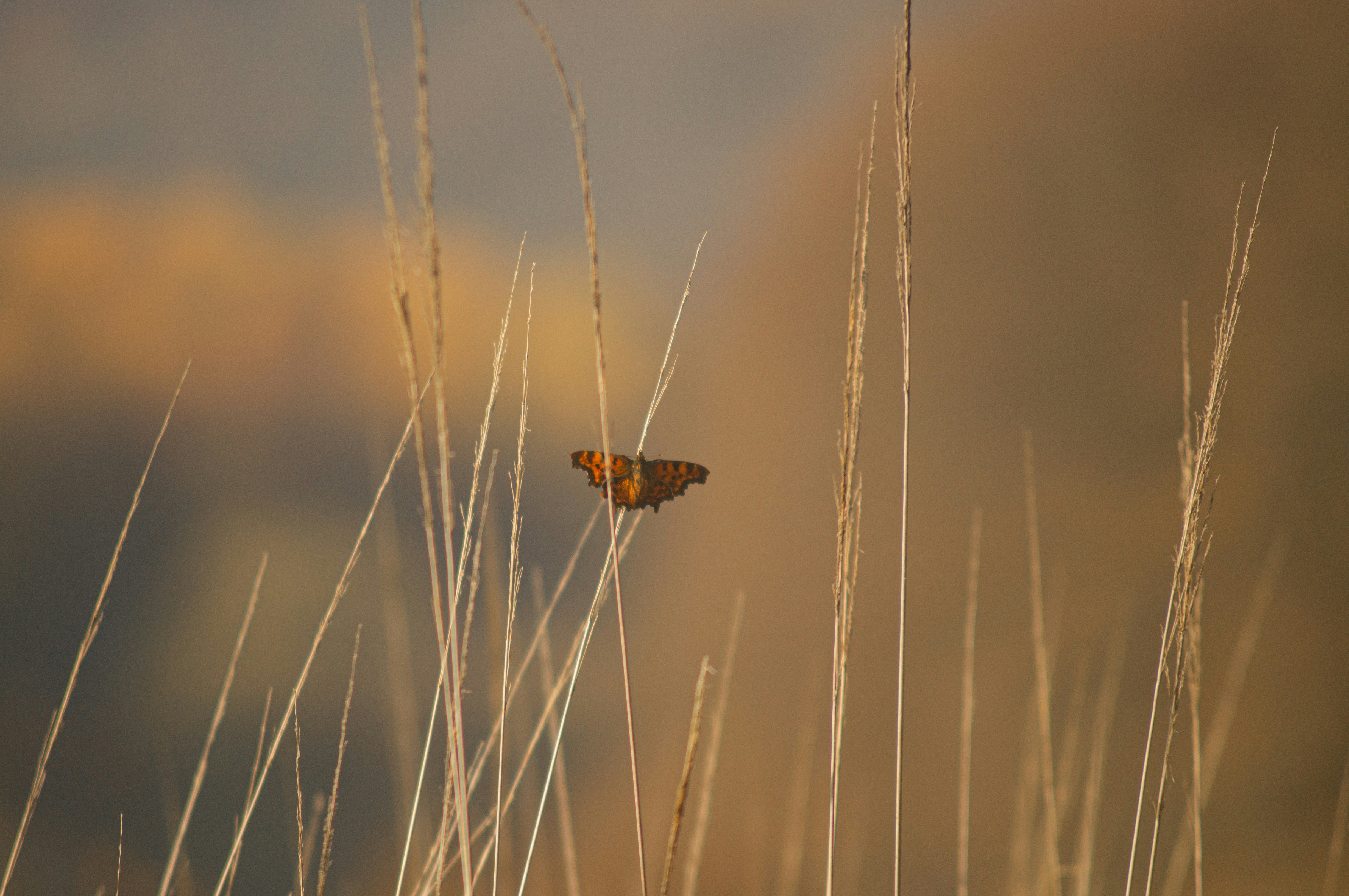 Gold Hour Butterfly: Quiet Contemplation in the Grass