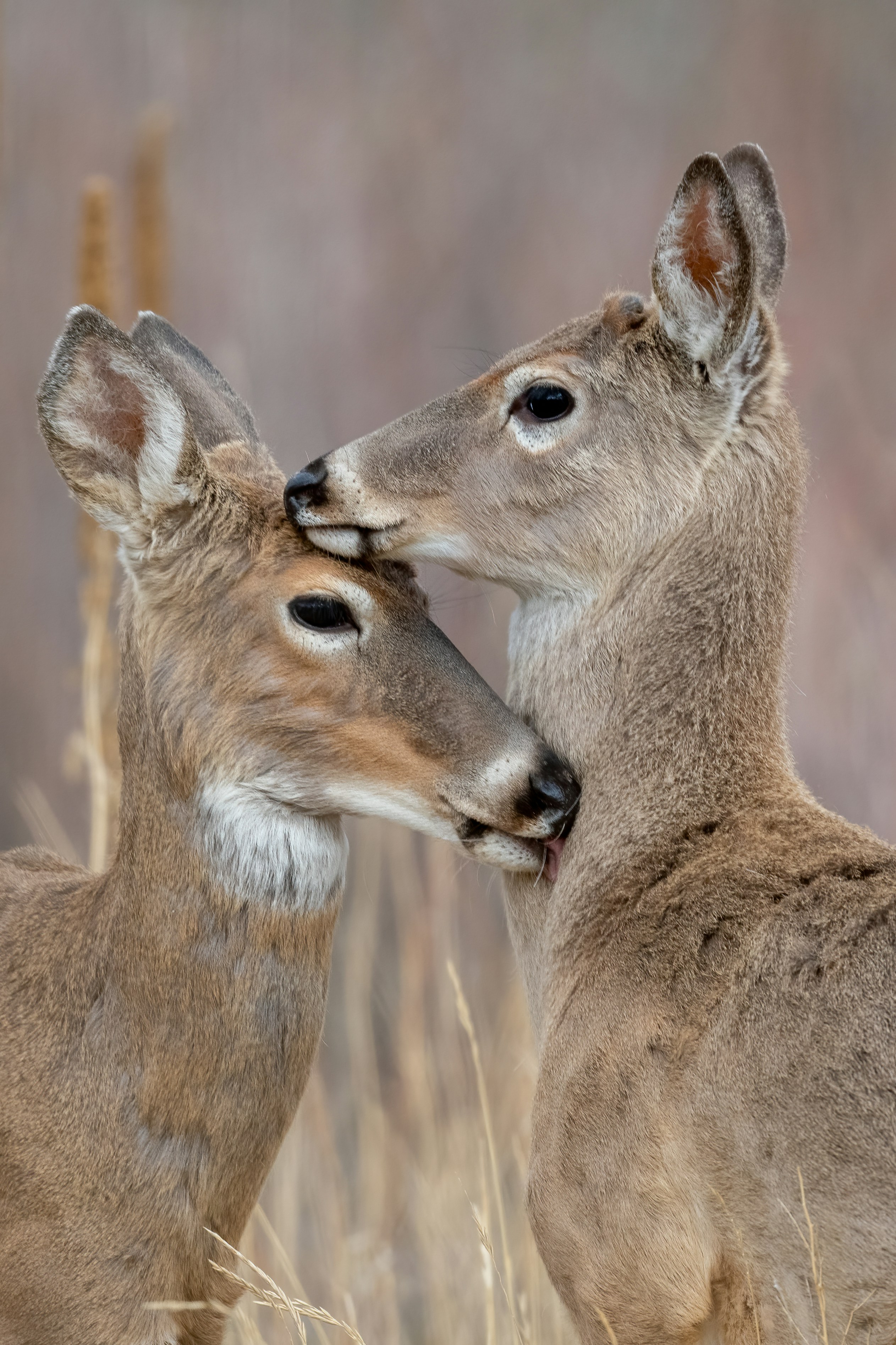 A couple of deer standing next to each other photo – Free Colorado ...