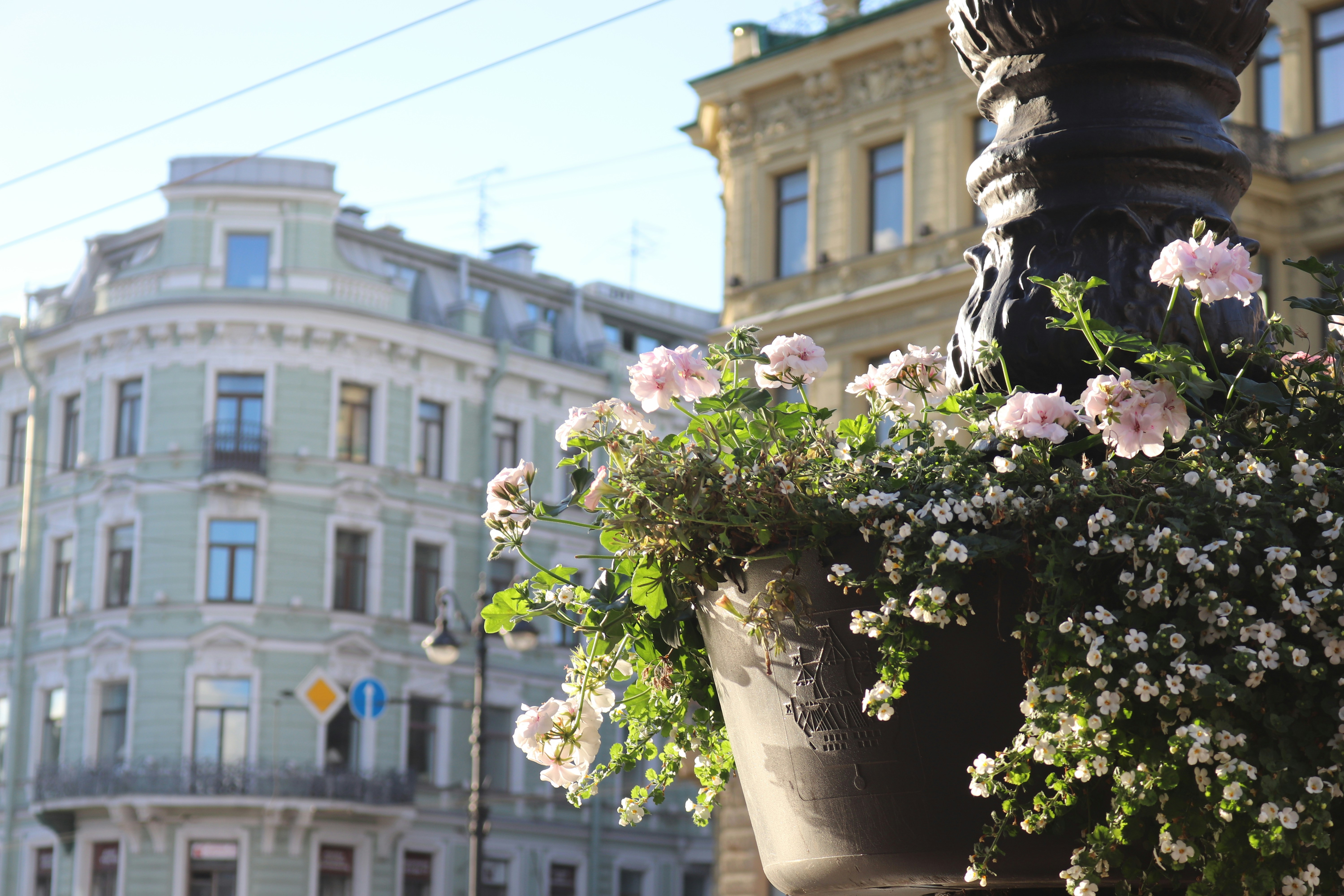 Flowered Urn in Bloom: A City Corner Portrait