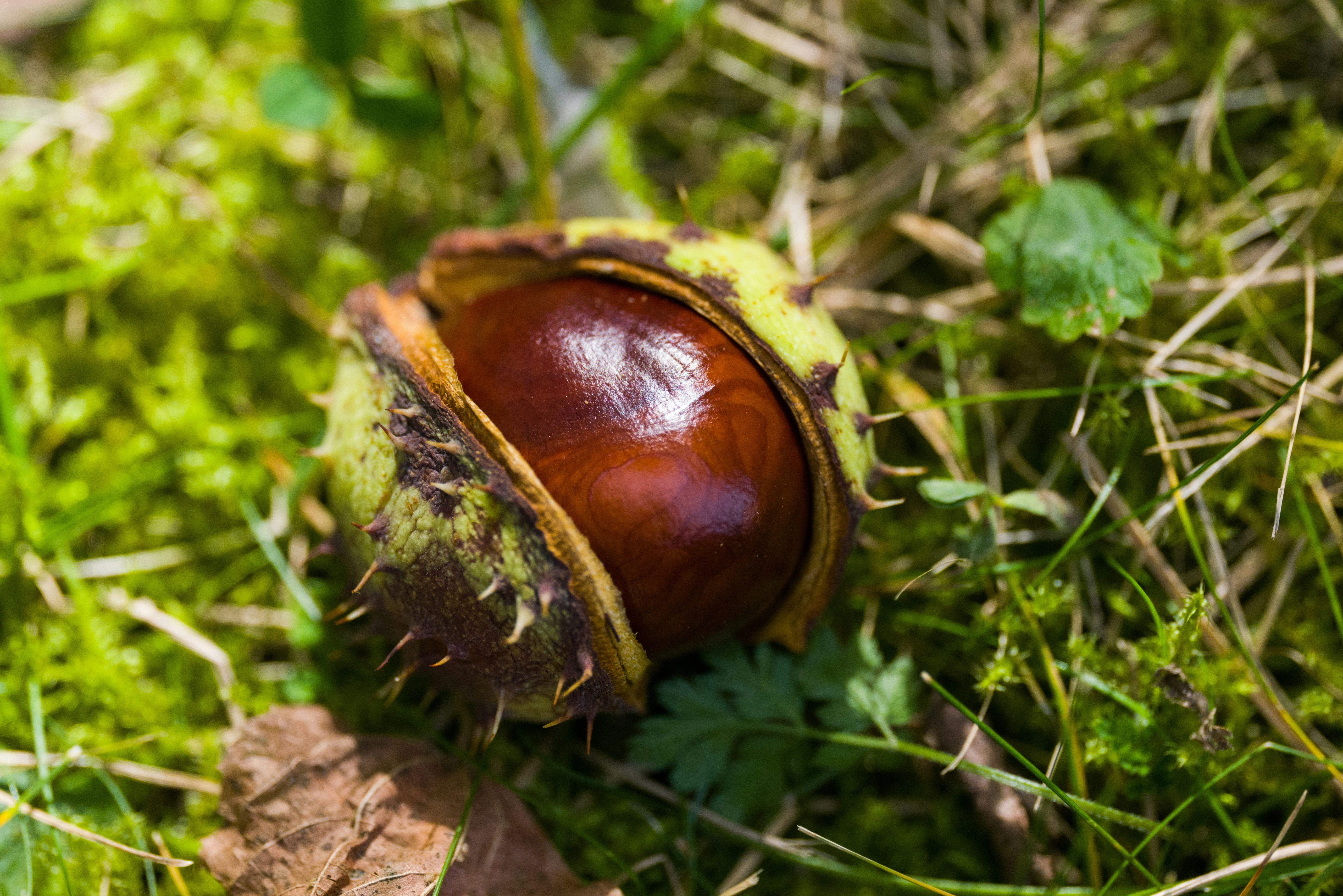 An acorn on the ground in the grass photo – Free Fall Image on Unsplash