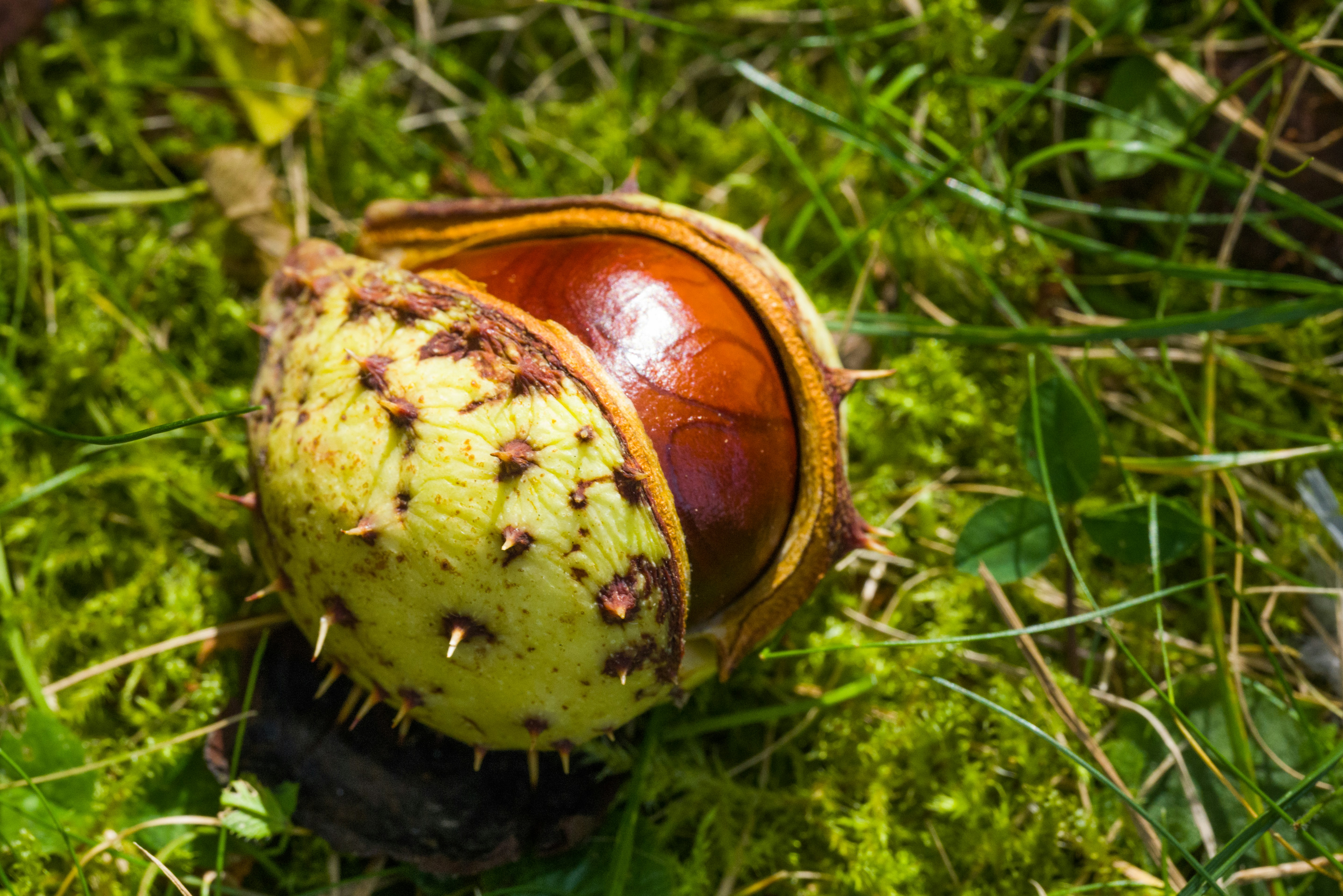 Glossy chestnut emerging from its spiky green shell on a bed of moss and grass.