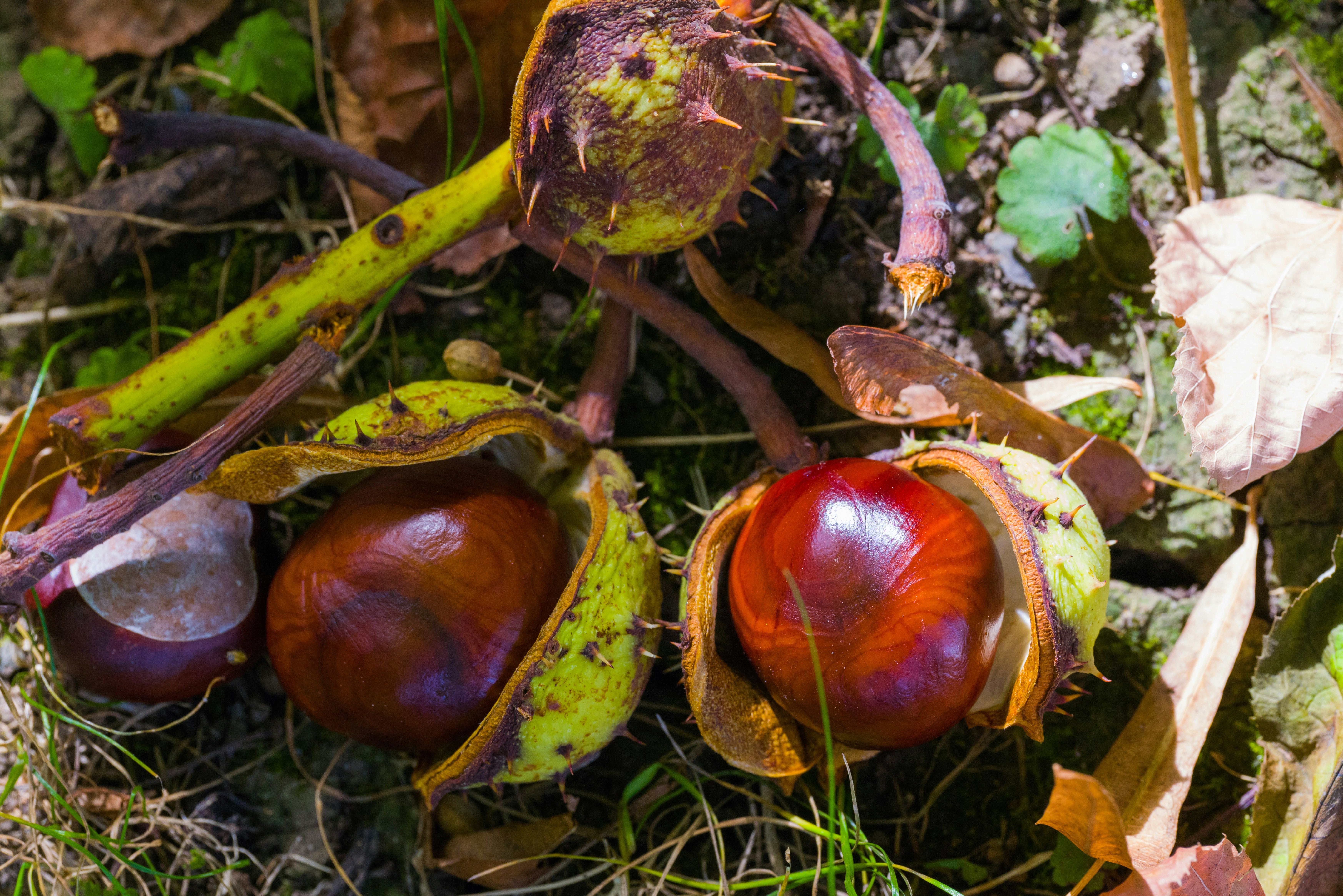 A close up of a bunch of fruit on the ground photo – Free Forest floor ...