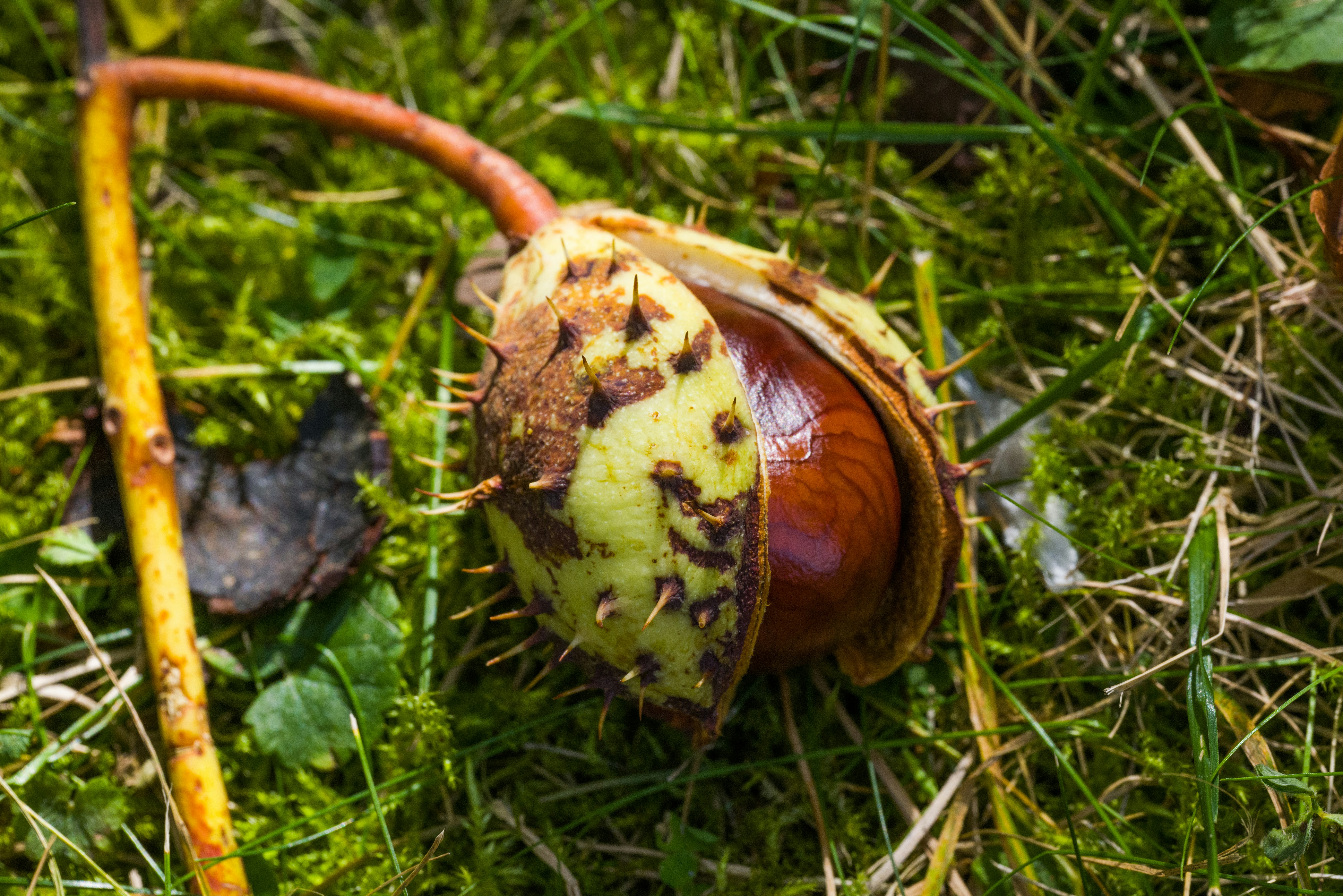 Gros plan d’un gland sur le sol photo – Photo Sol de la forêt Gratuite ...