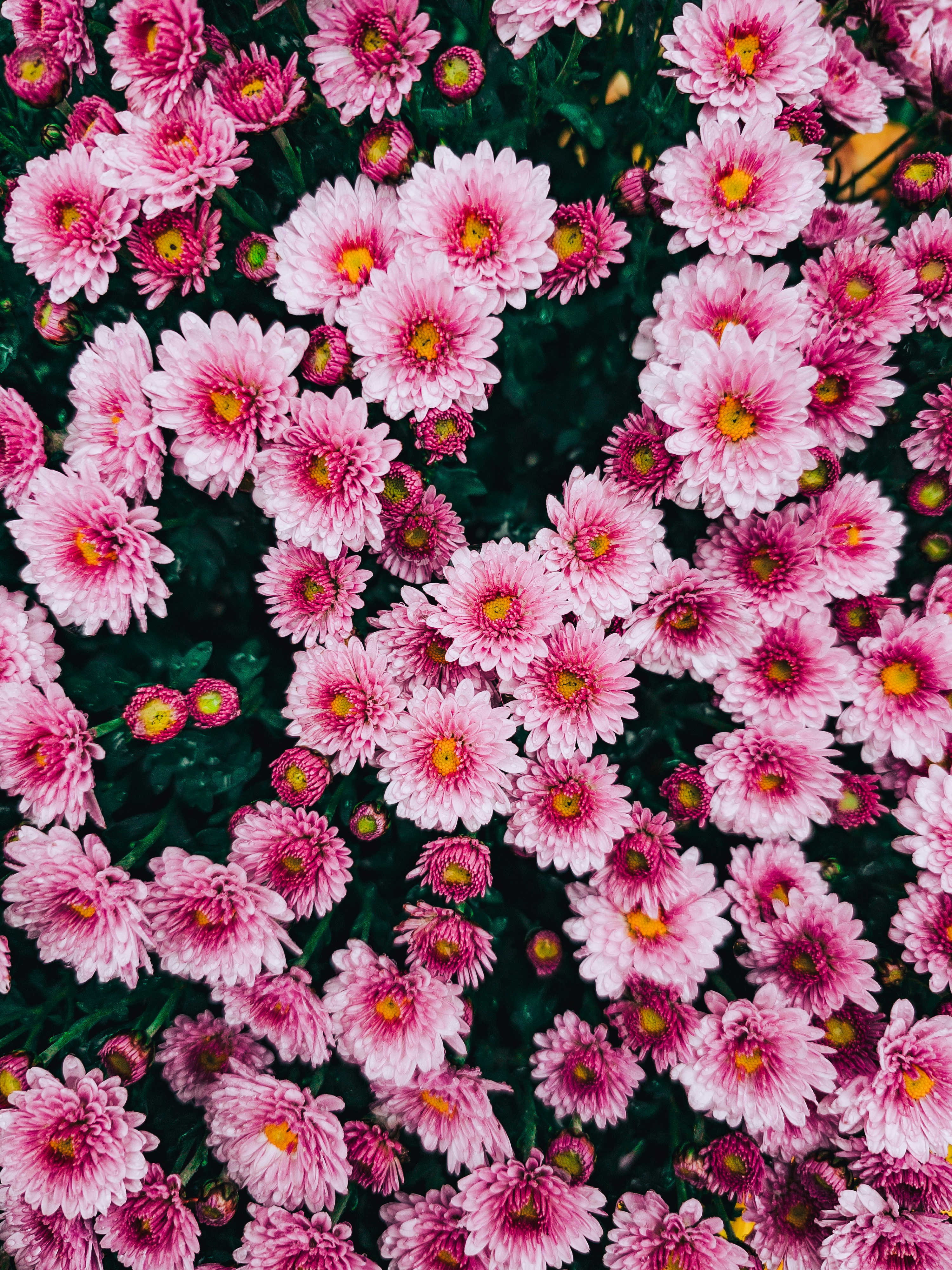 Close-up photograph of densely packed pink chrysanthemums with bright yellow centers. It emphasizes a lush floral tapestry with vivid color and tactile texture.