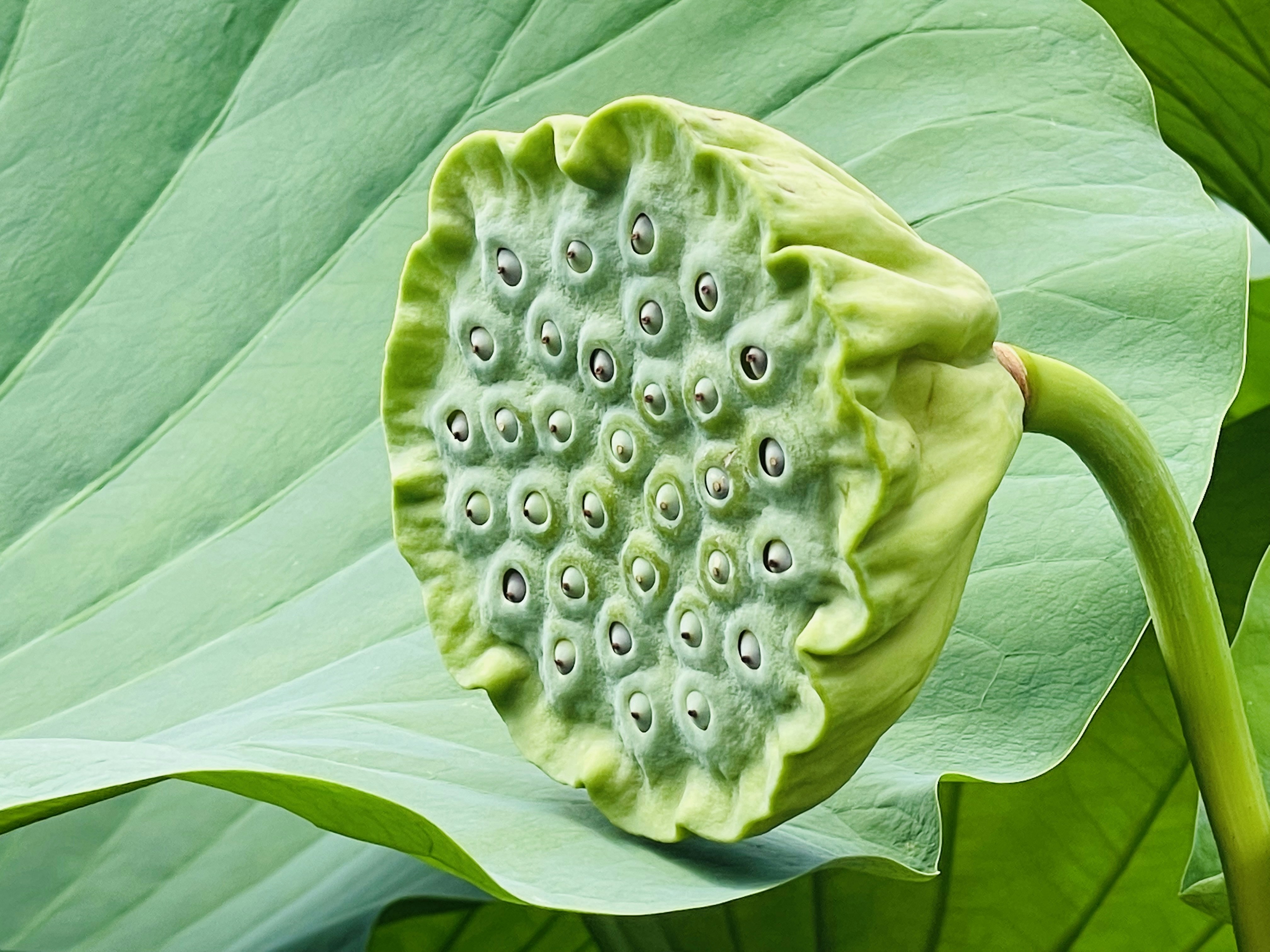 A close up of a large green flower photo – Free Flower Image on Unsplash