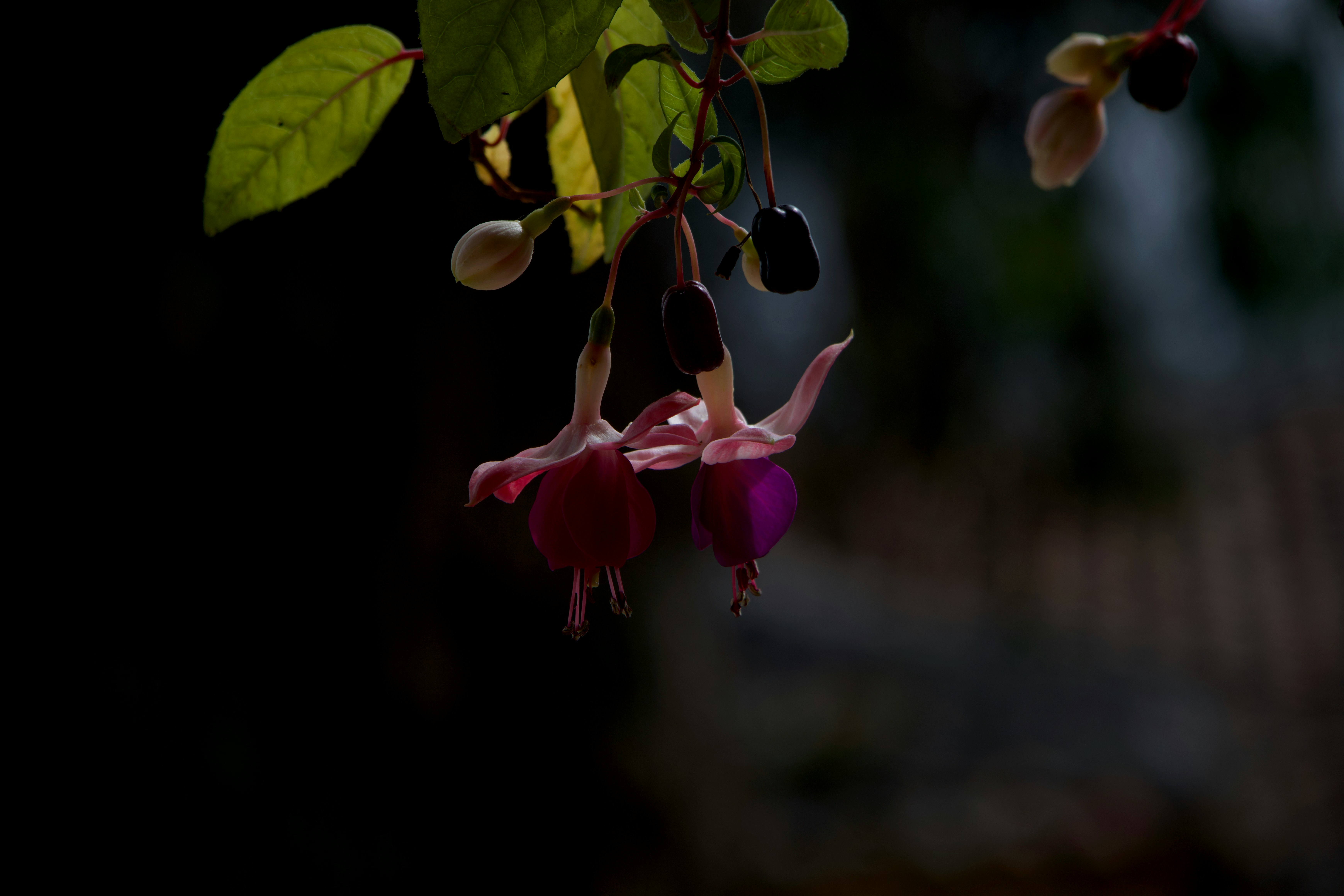 Velvet Dusk Bloom: a solitary fuchsia pendant in shadow