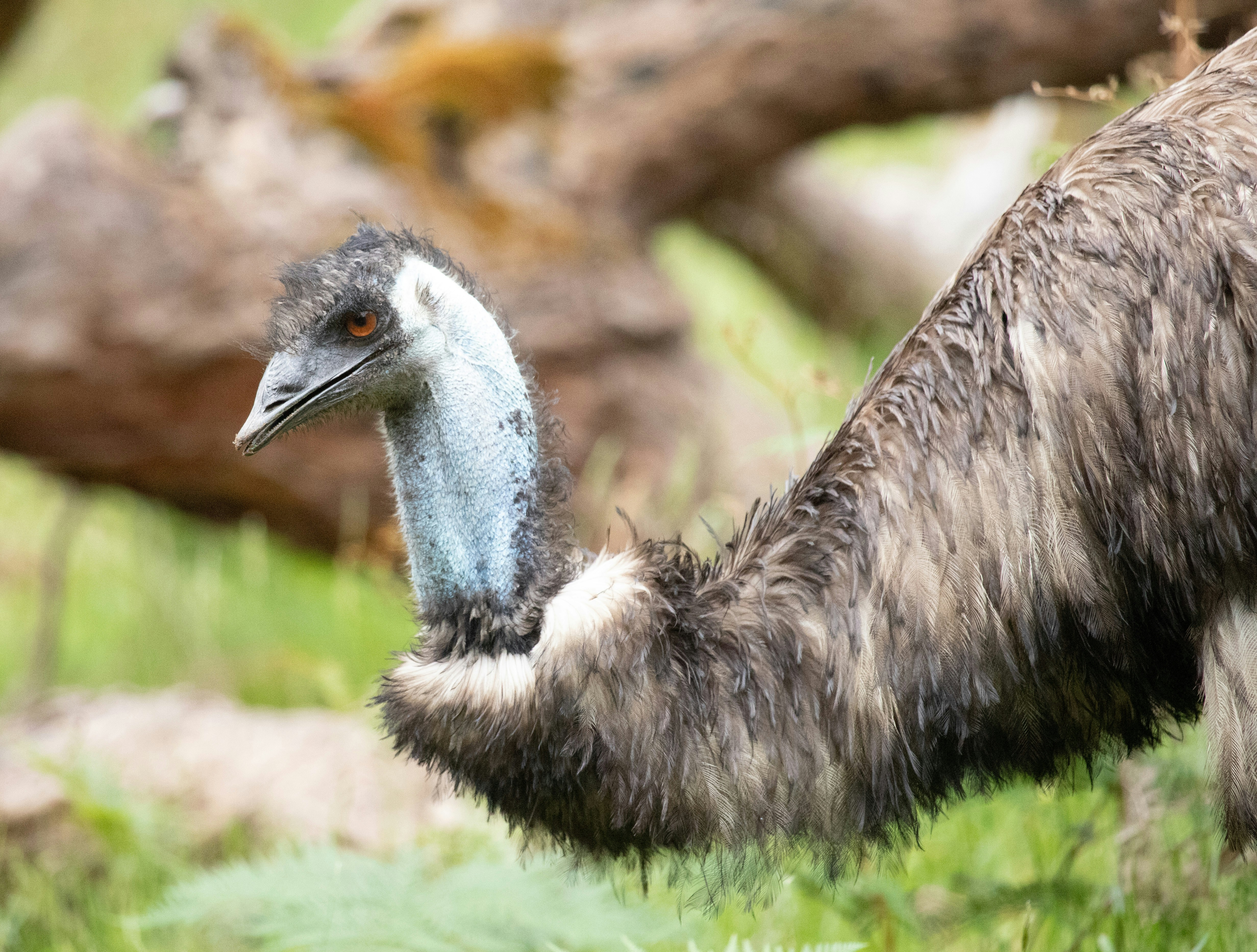 45,628+ Emu Pictures | Download Free Images on Unsplash