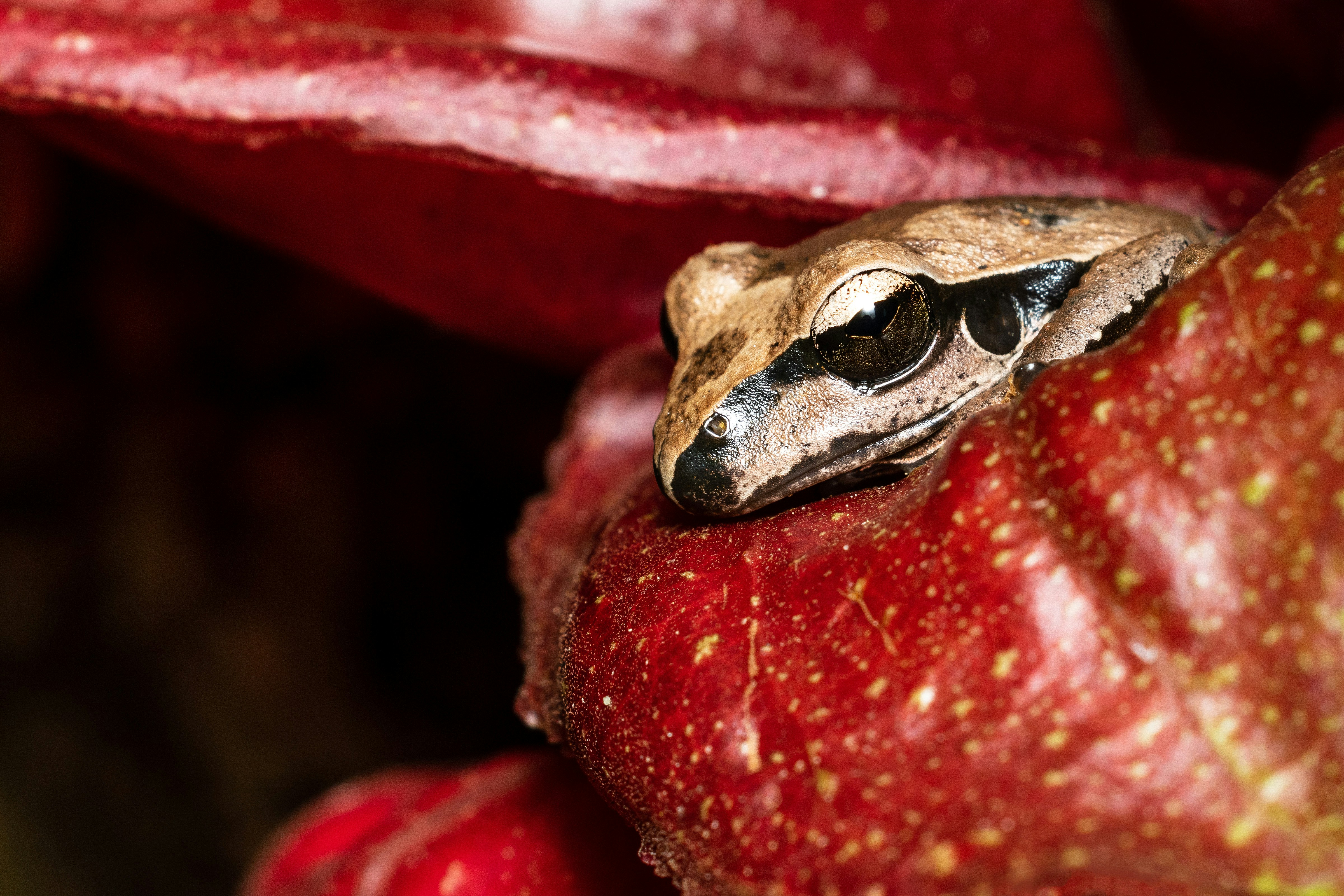 Peering from the Scarlet Fold: A Tiny Frog in Macro Focus