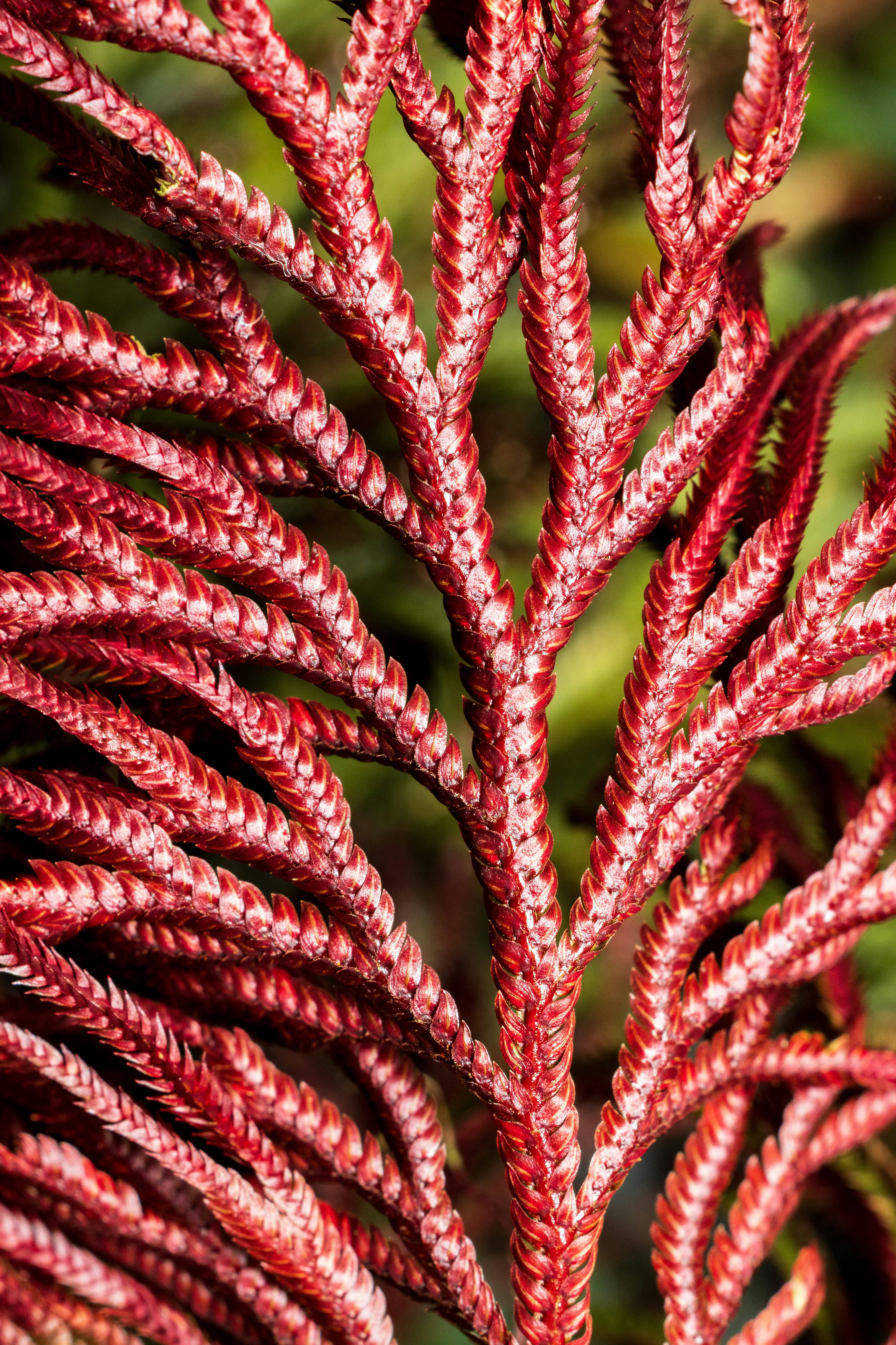 Crimson Fronds: A Macro Portrait of Braided Red Plant Textures