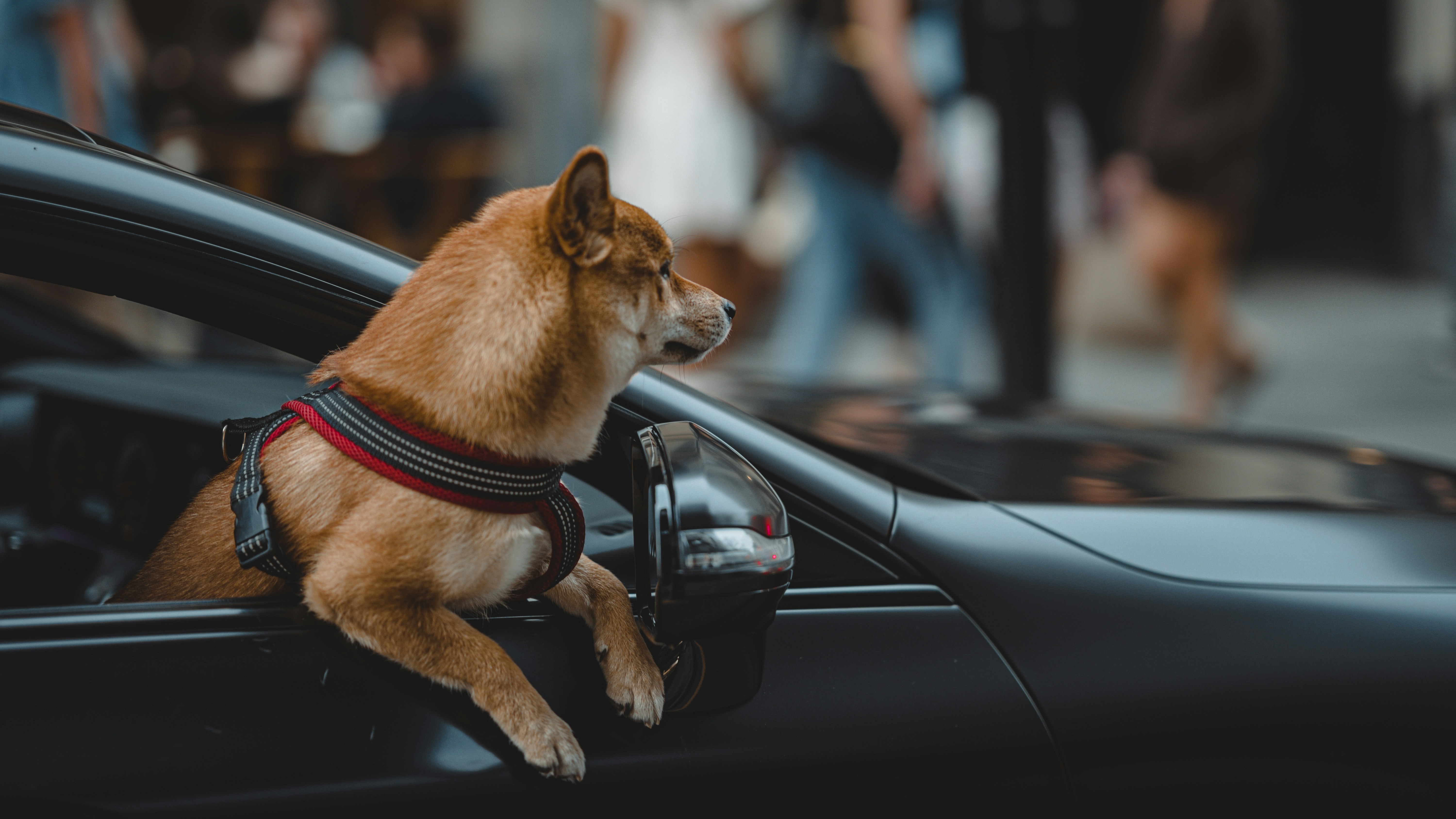 Citybound Shiba: Perched in a Black Convertible