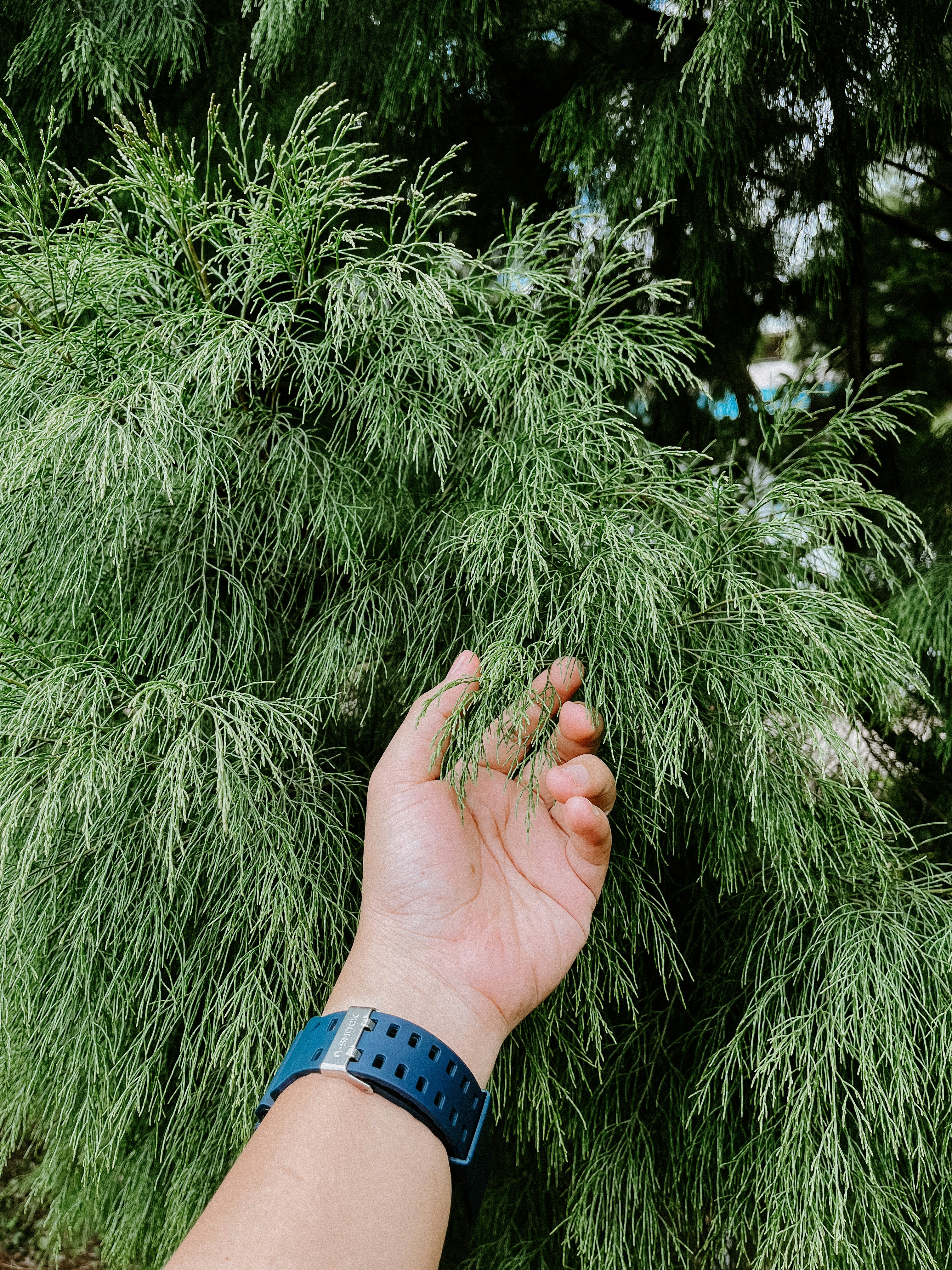 La main d’une personne qui s’approche d’un arbre photo – Photo ...