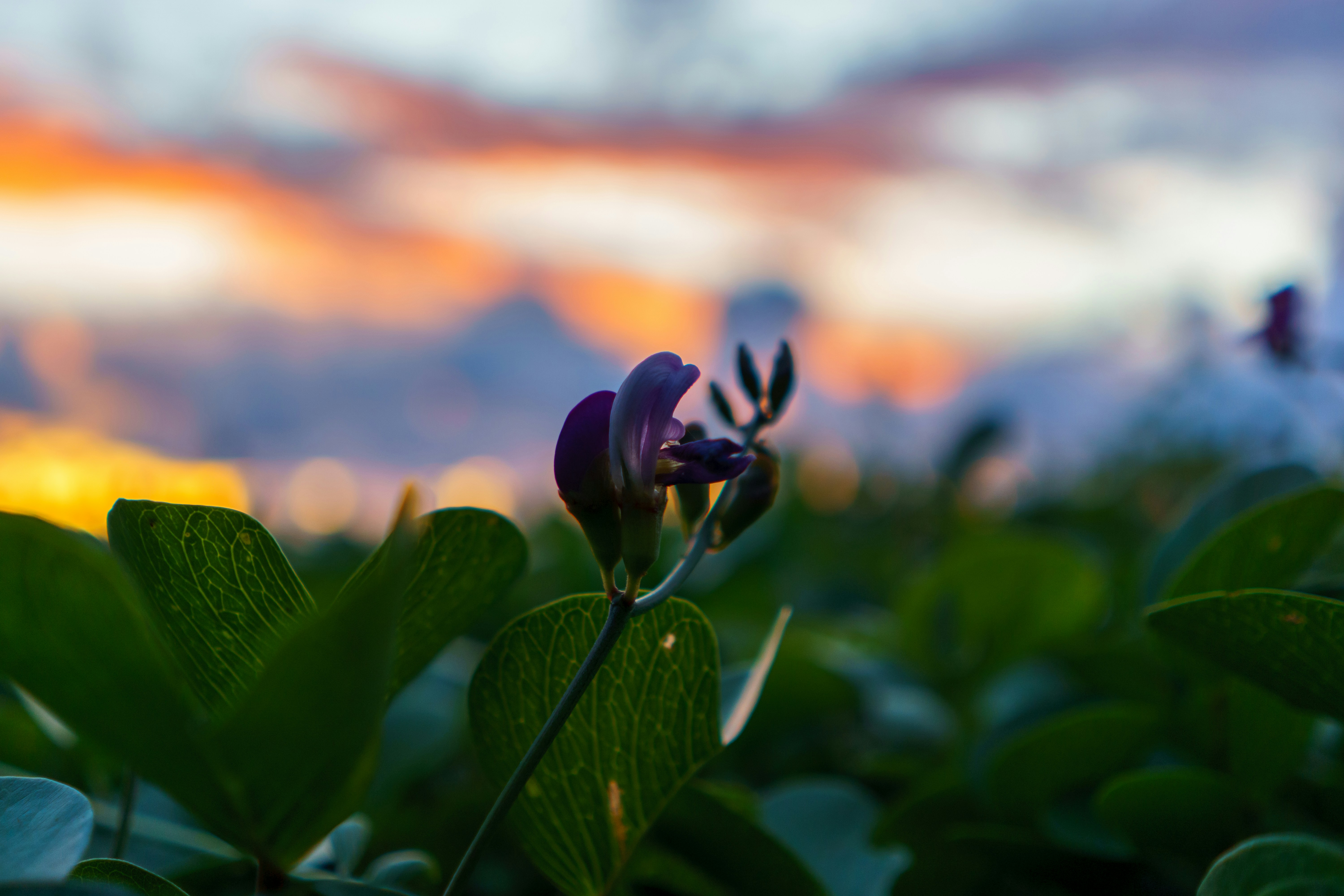 Dawn Bloom: A Violet Bud Against a Golden Horizon
