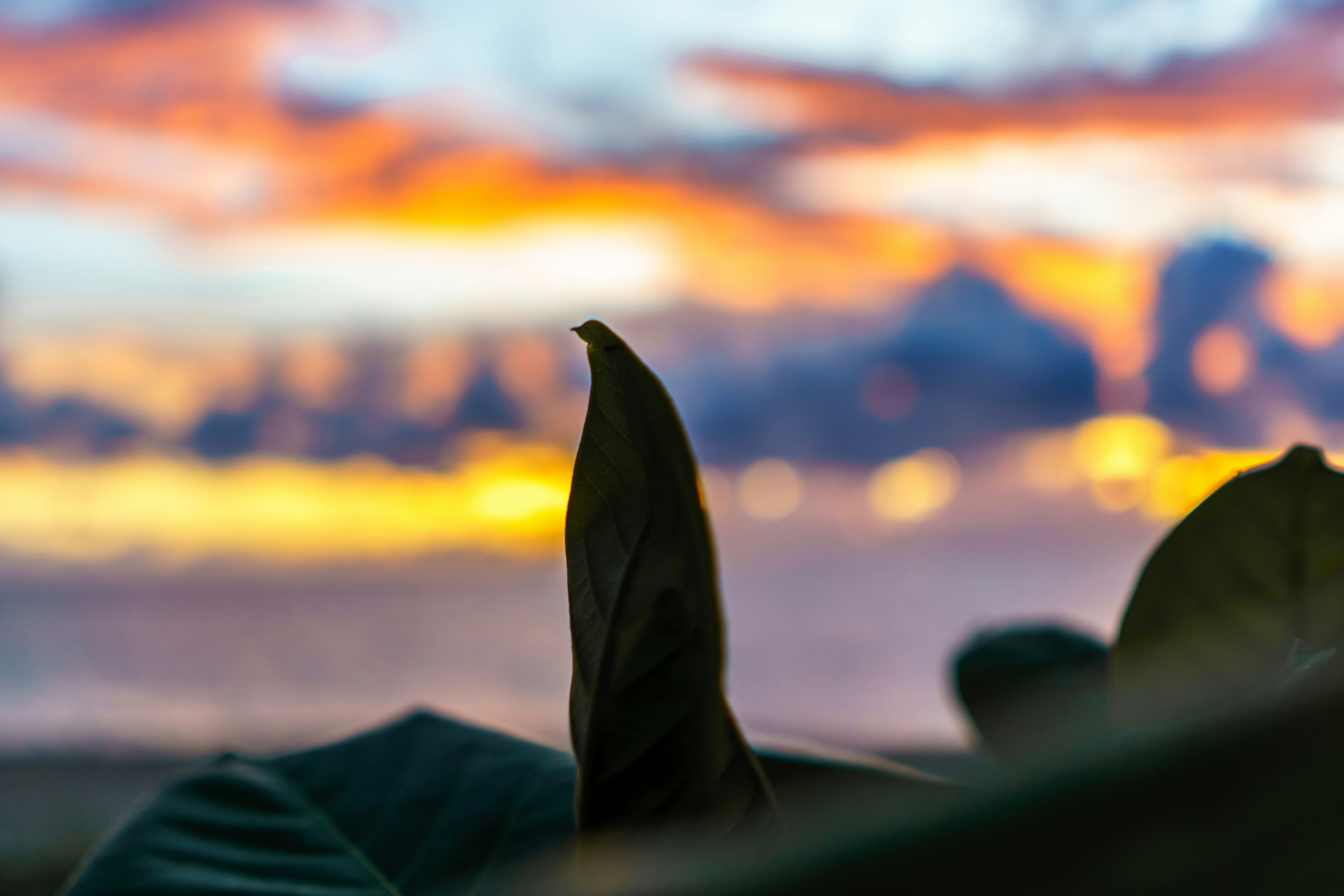 Single leaf in crisp silhouette against a molten sunset over the sea