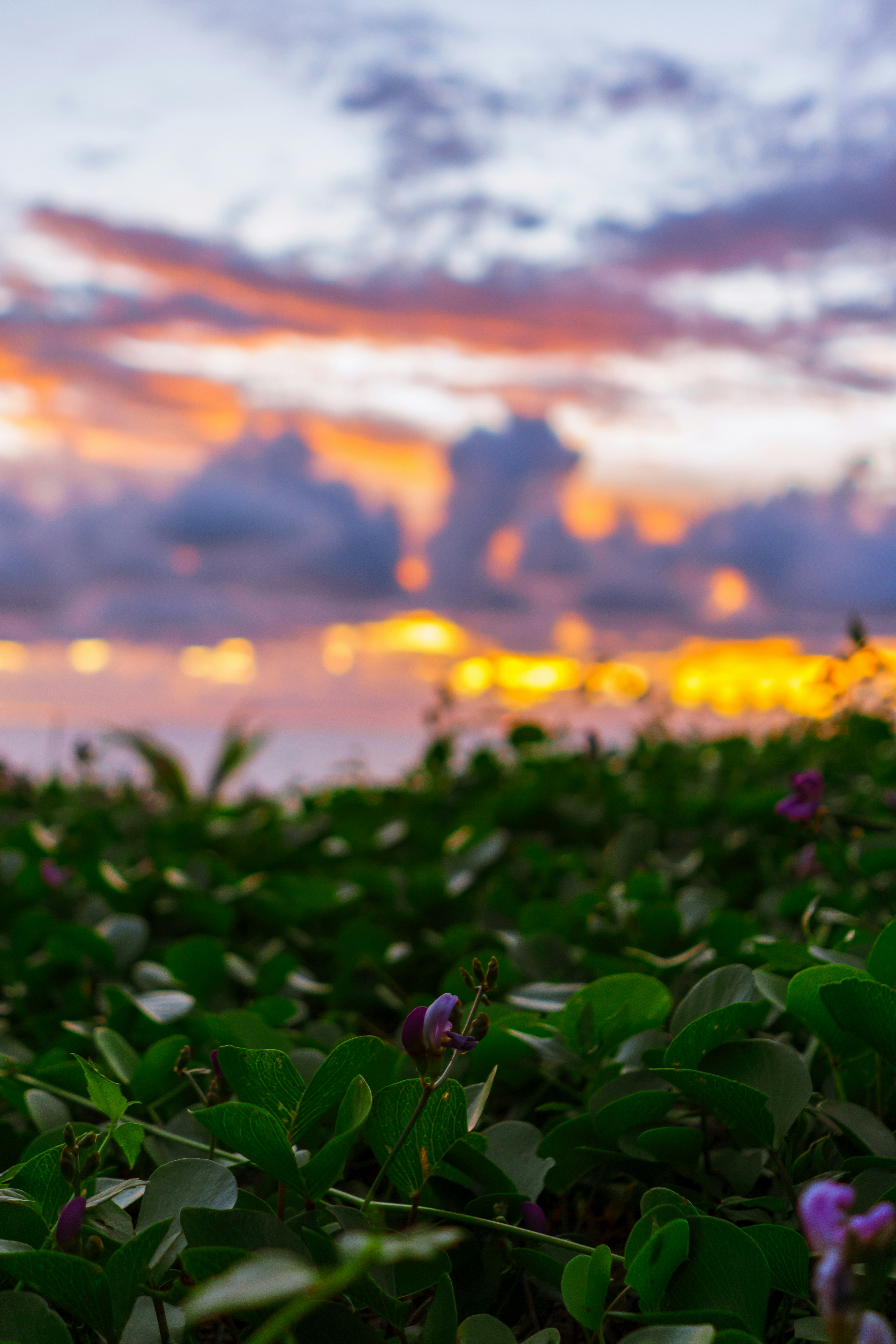 Dusk Draped Over a Green Carpet, Horizon Dreaming