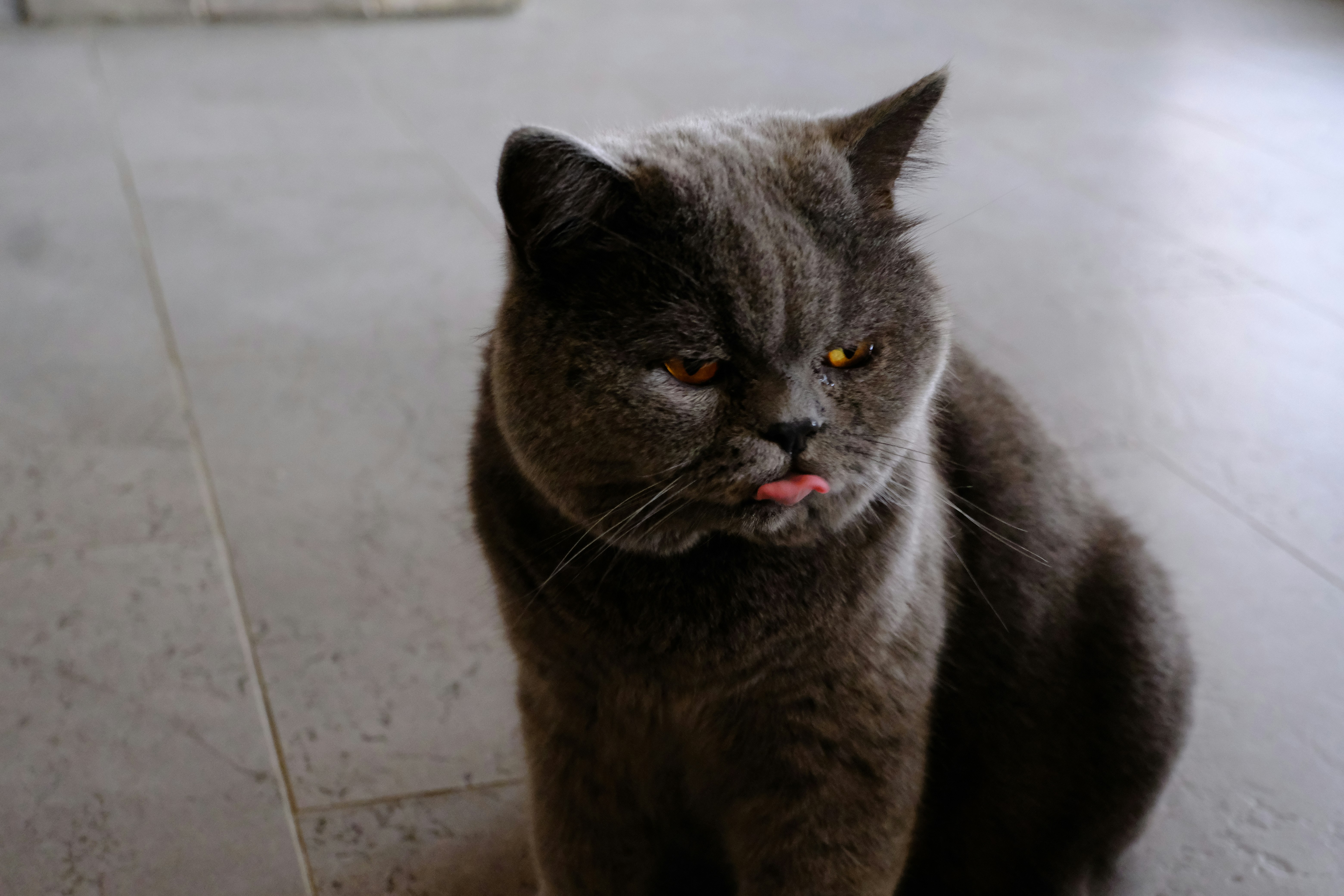 Grumpy on Tile: a gray housecat's stubborn stare