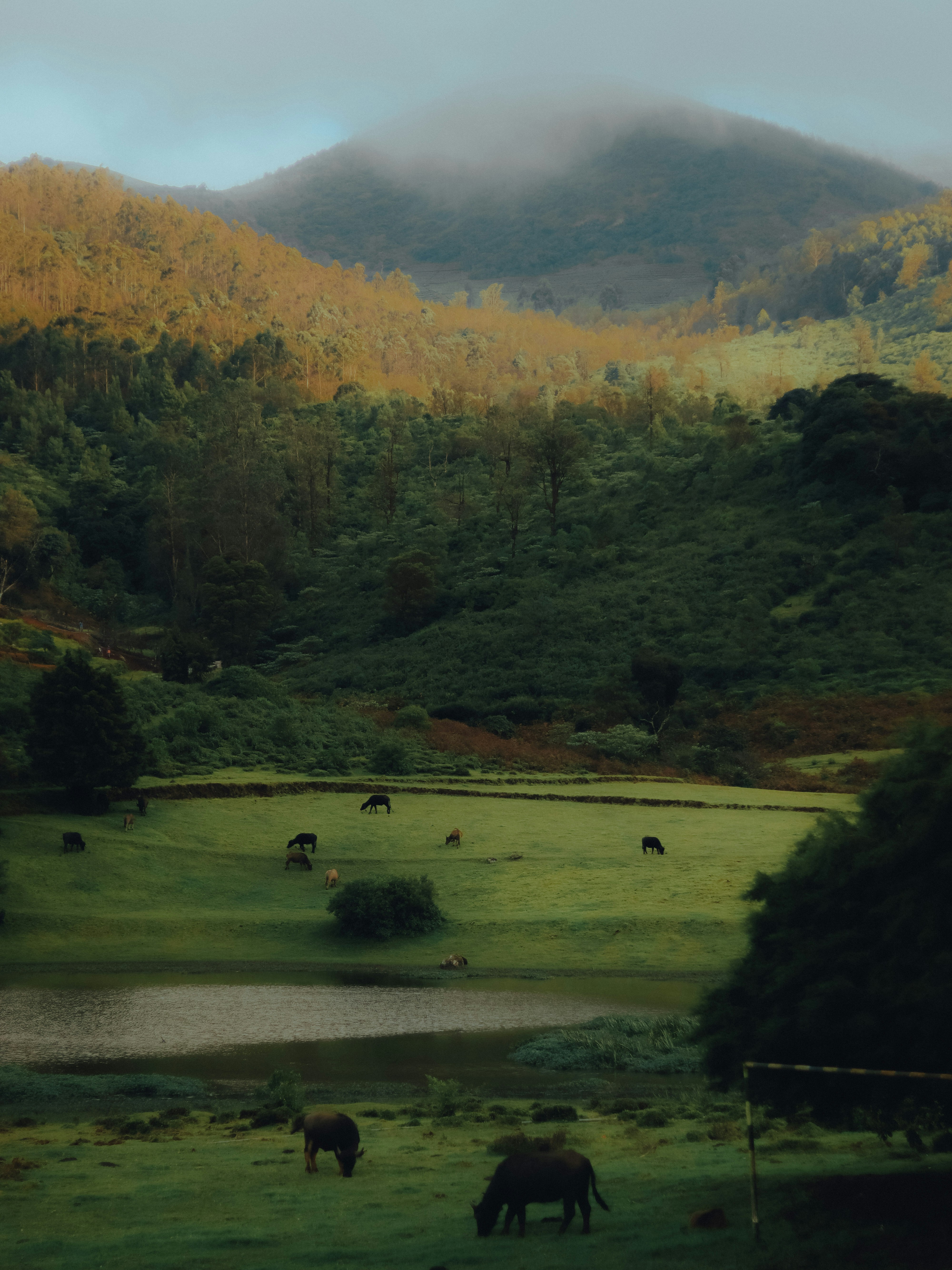Foto Una manada de animales pastando en una exuberante ladera verde ...