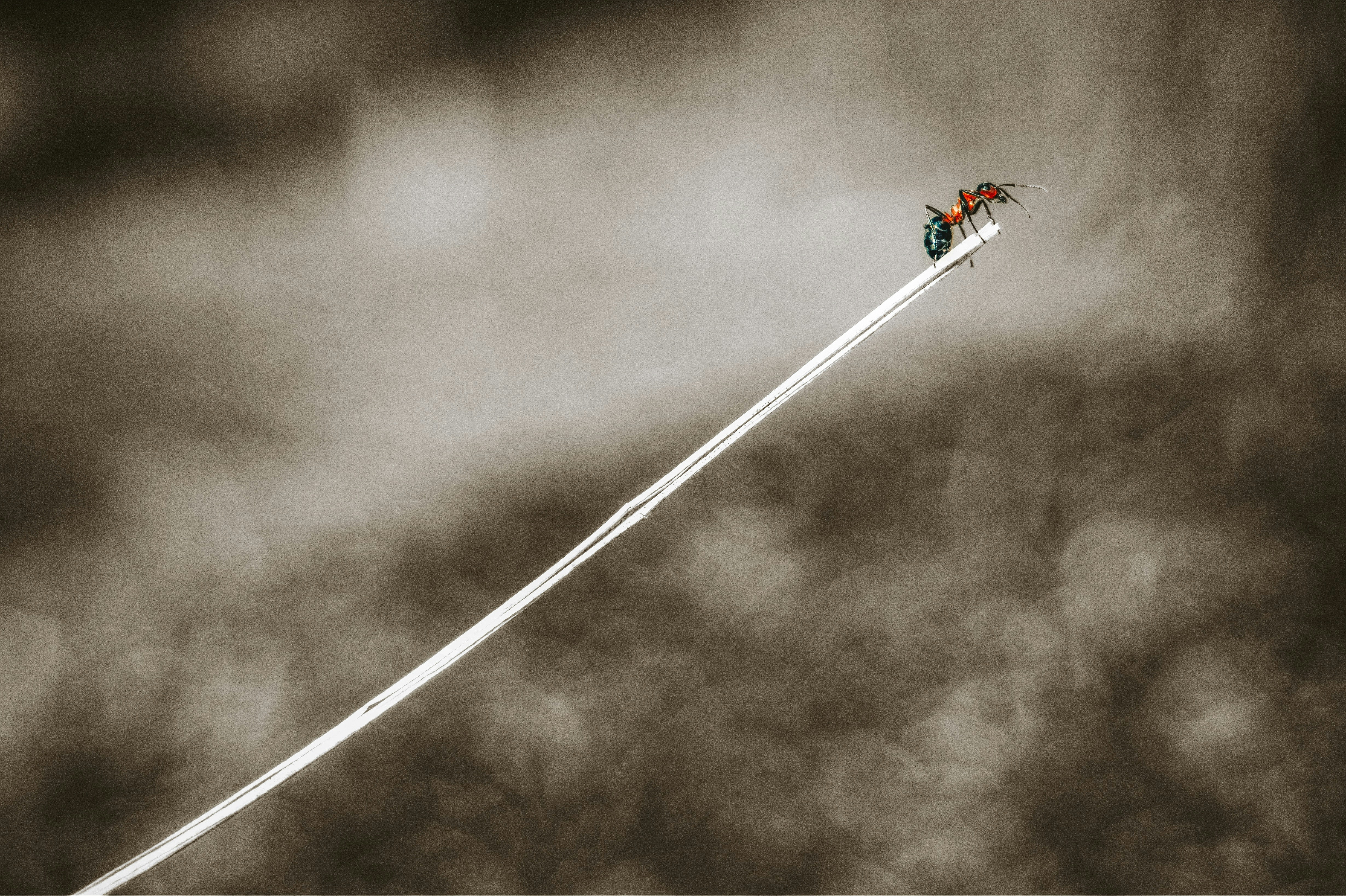 A small insect sitting on top of a white string photo – Free Nature ...