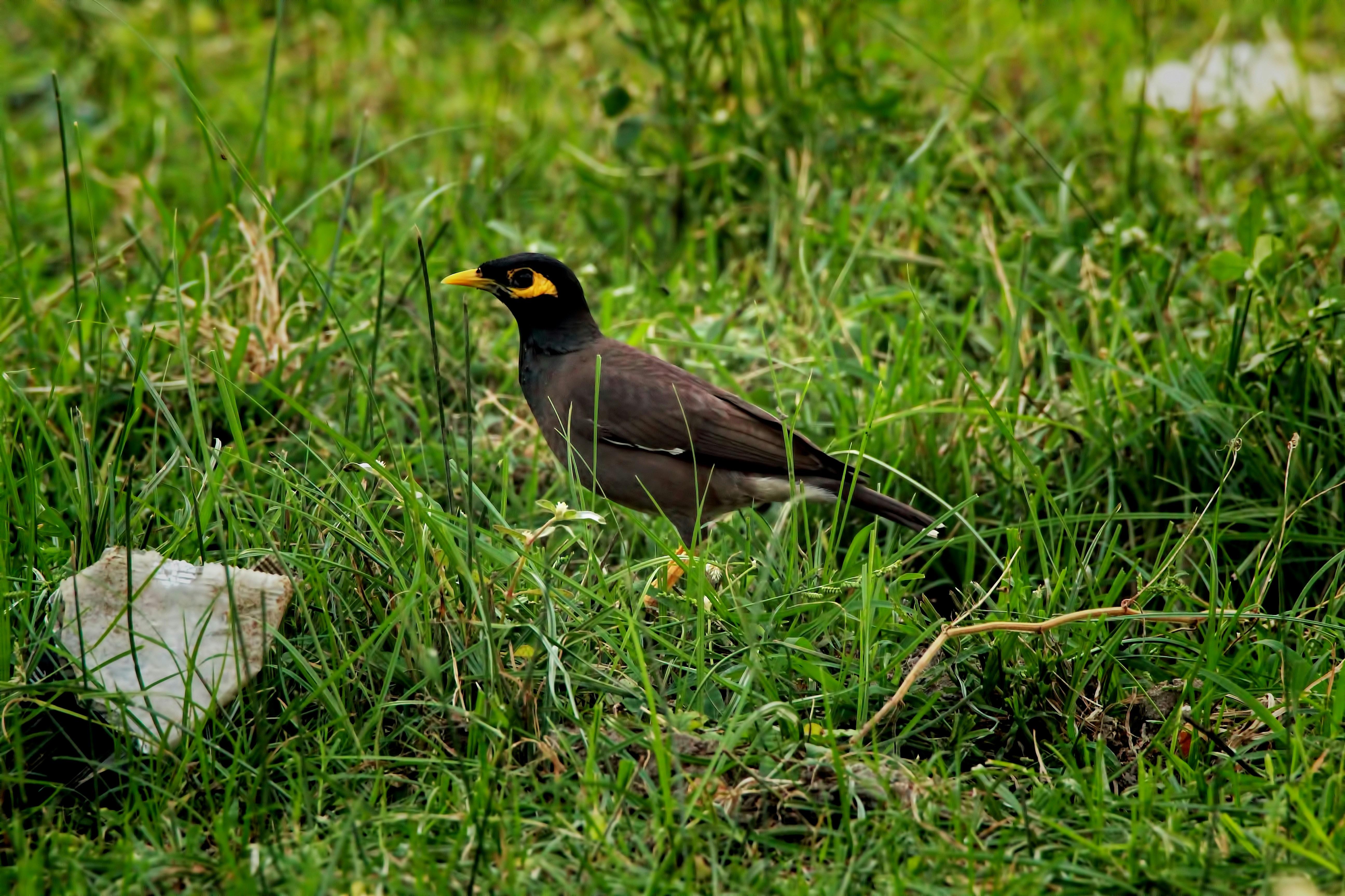 Emerald Grassland Watch: A Yellow-Beaked Myna in Focus