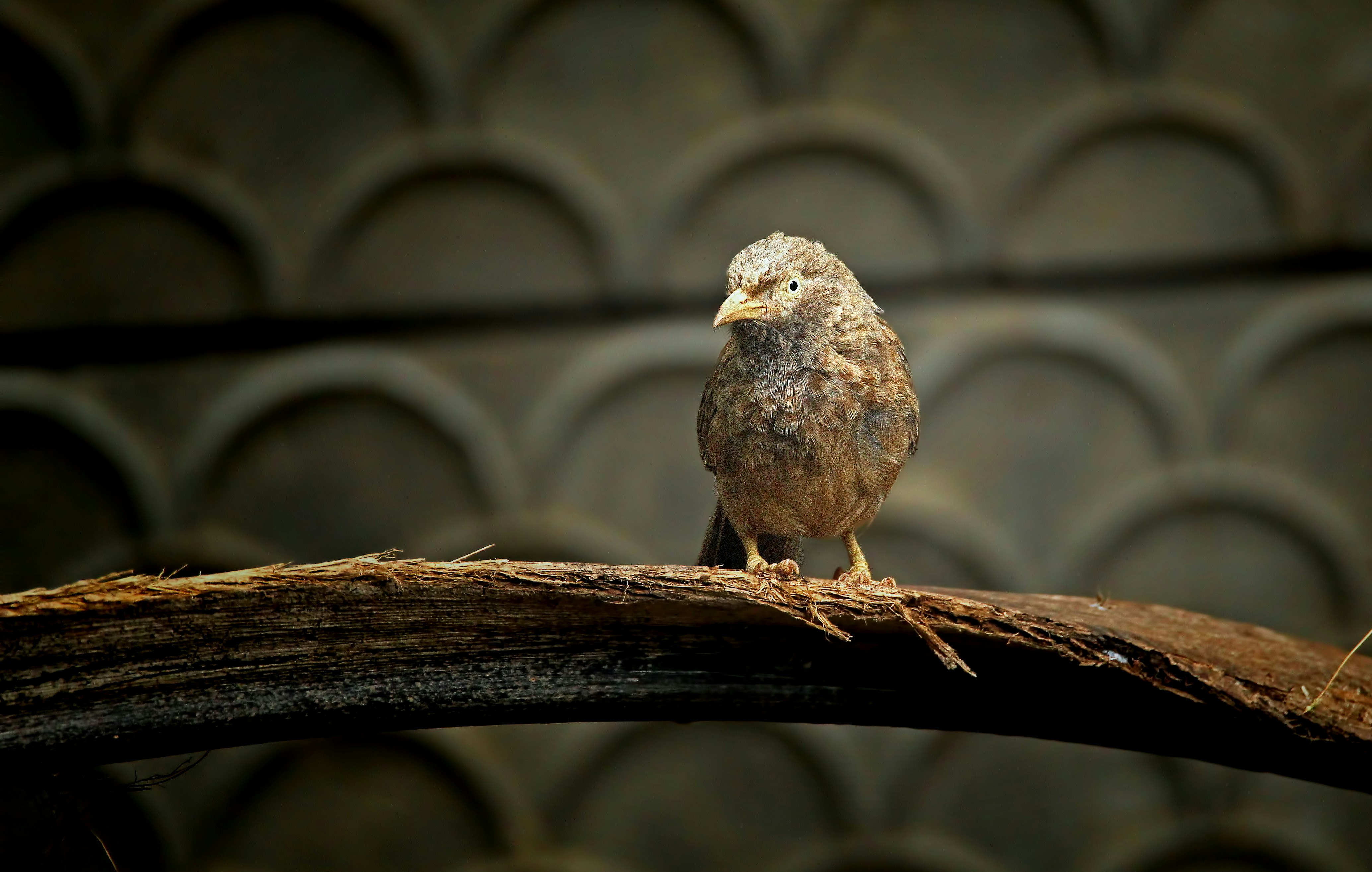 Whisper on a Weathered Bough: A Little Brown Bird in Quiet Light