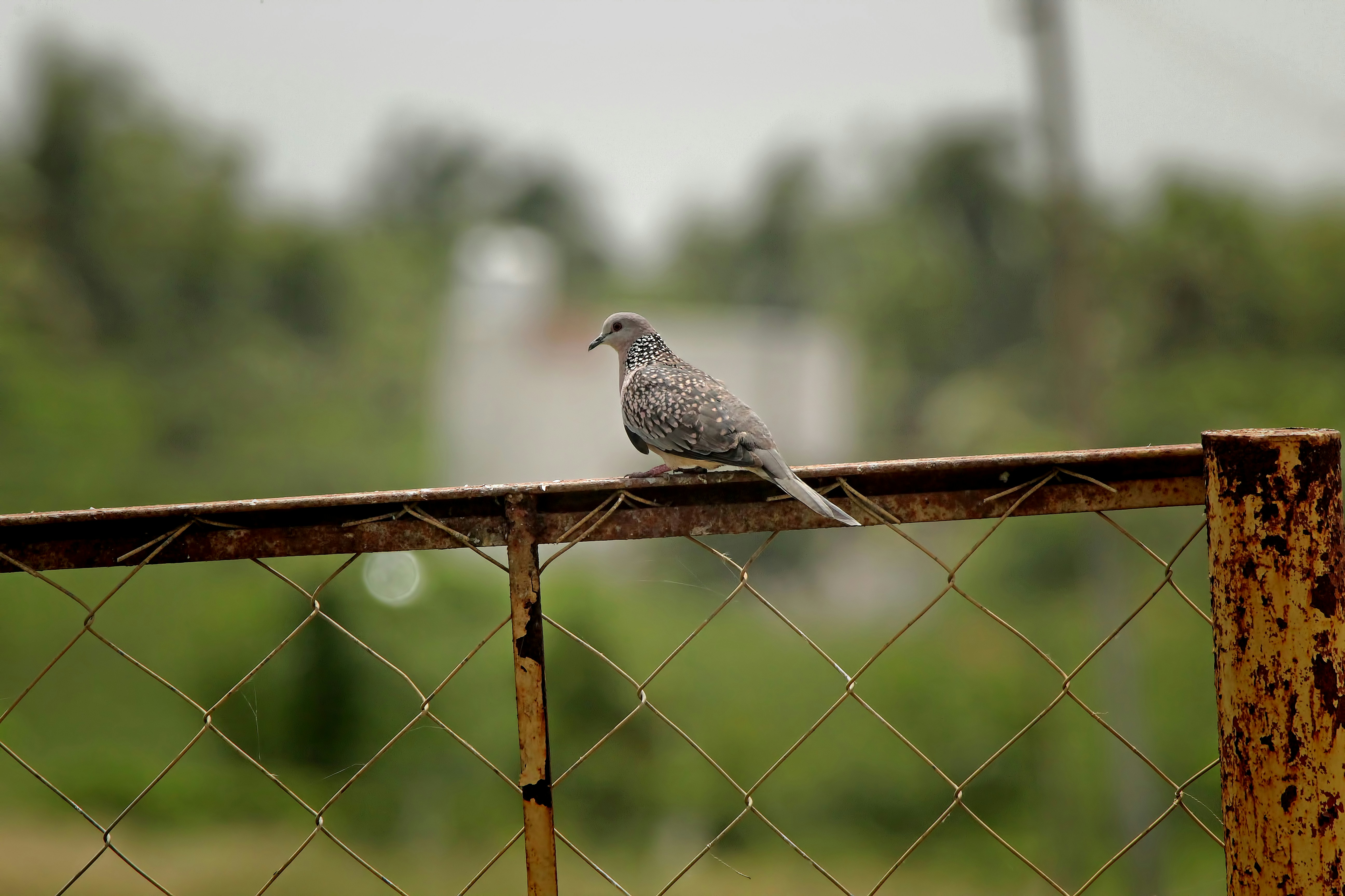 Rusty sentinel: a pigeon perches on a weathered fence