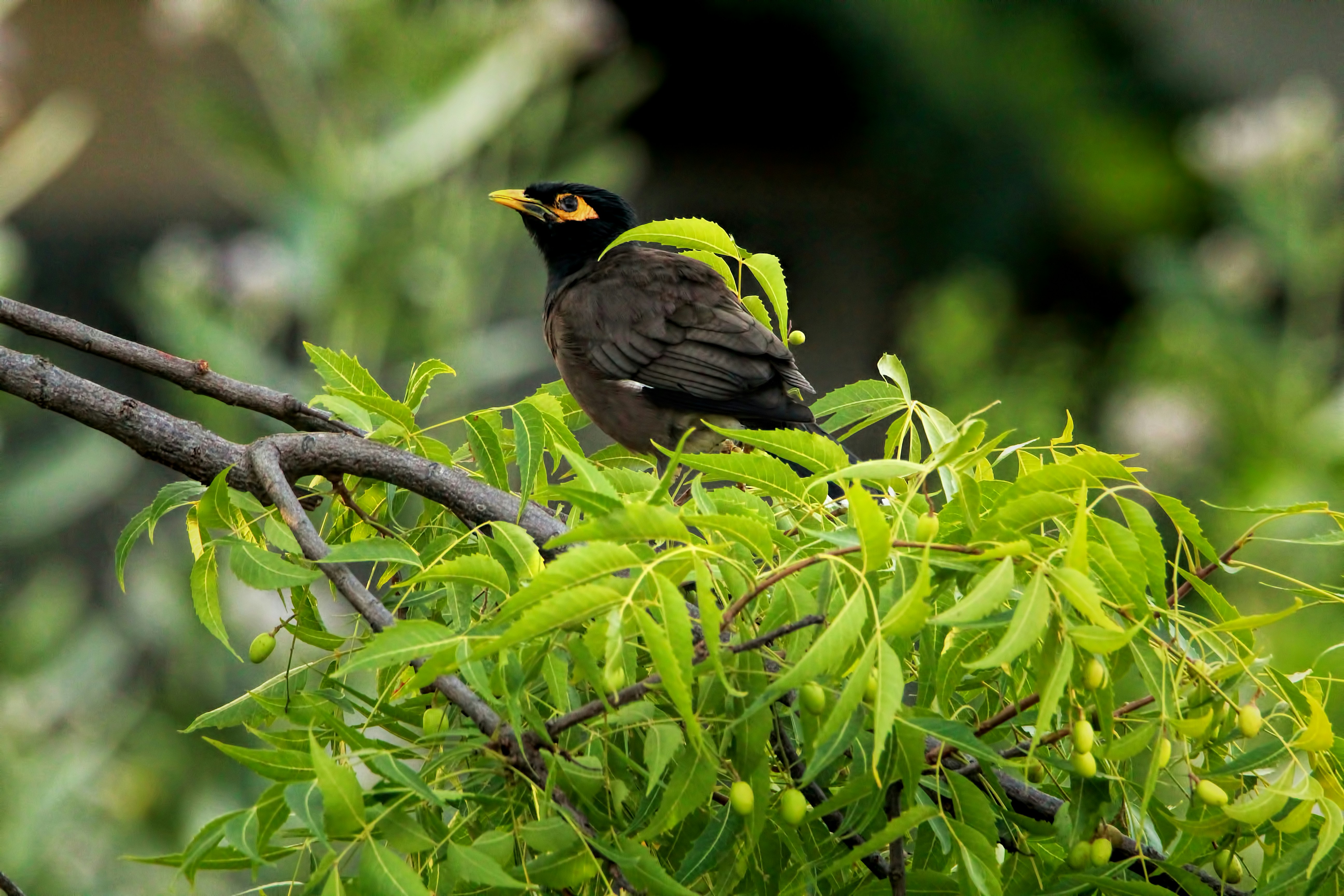 Verdant Pause: A Common Myna on a Sunlit Branch