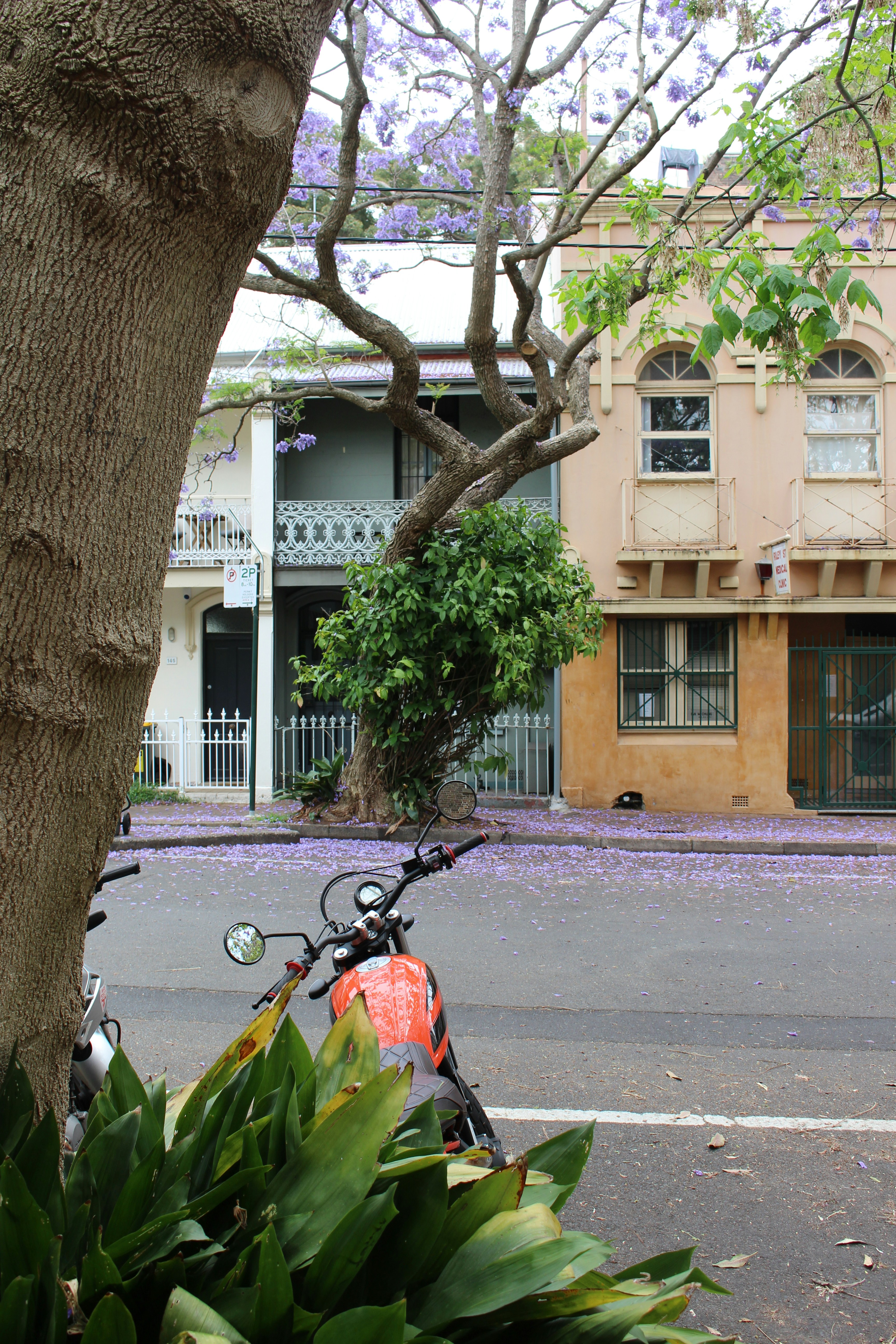 Jacaranda Street: A Red Scooter Anchored by Violet Petals