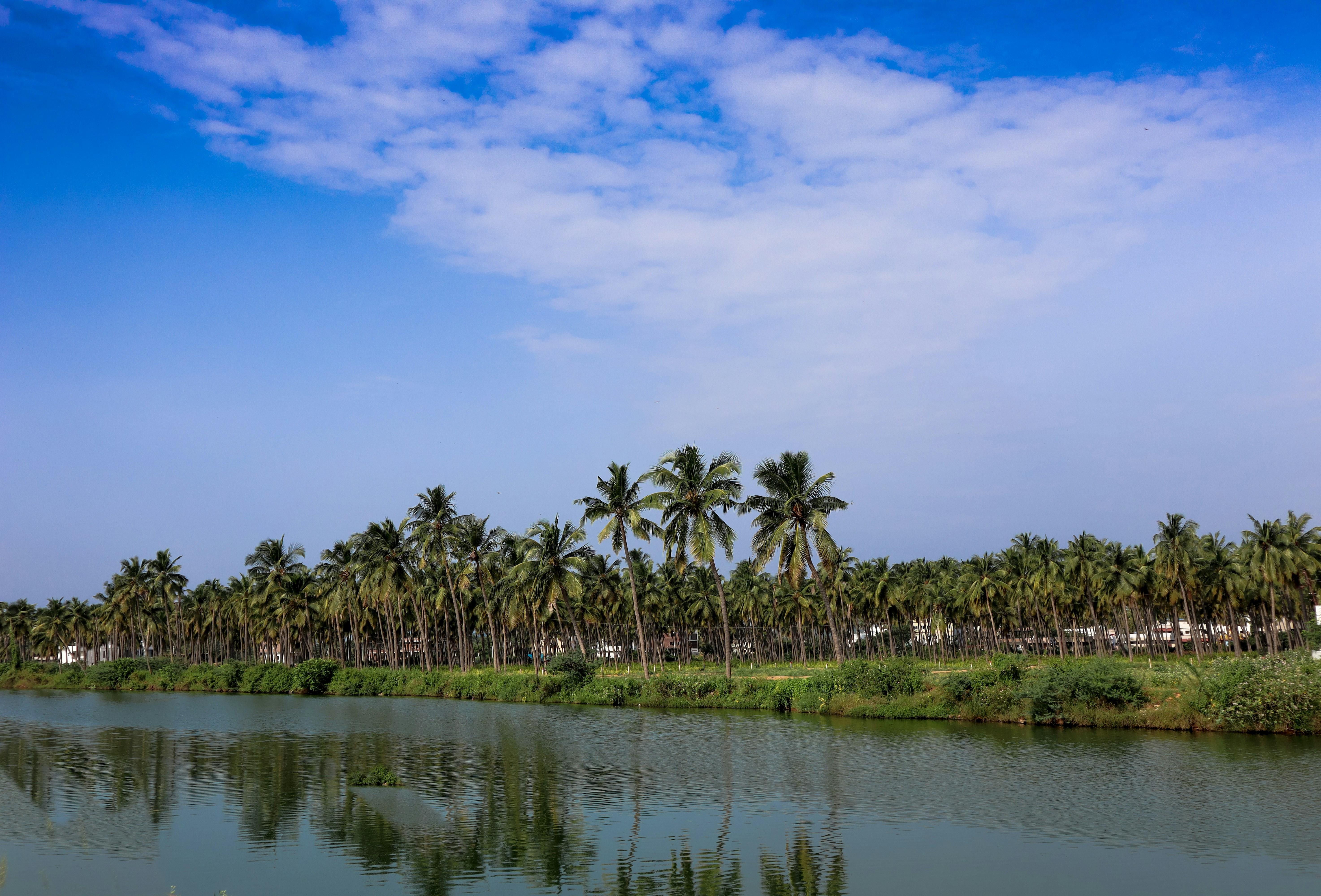 Coconut trees line a calm waterway under a vibrant blue sky with scattered clouds.