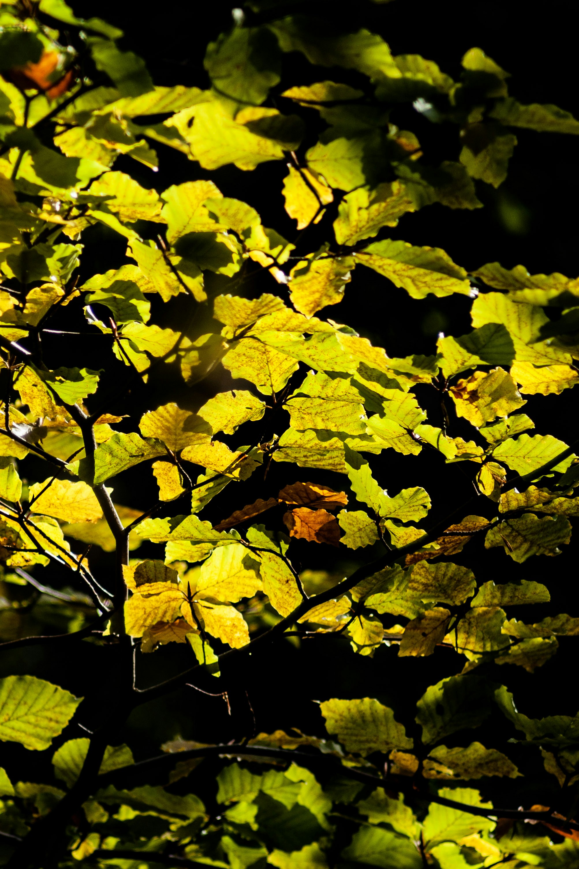 Golden Leaves in Cascade of Backlit Autumn