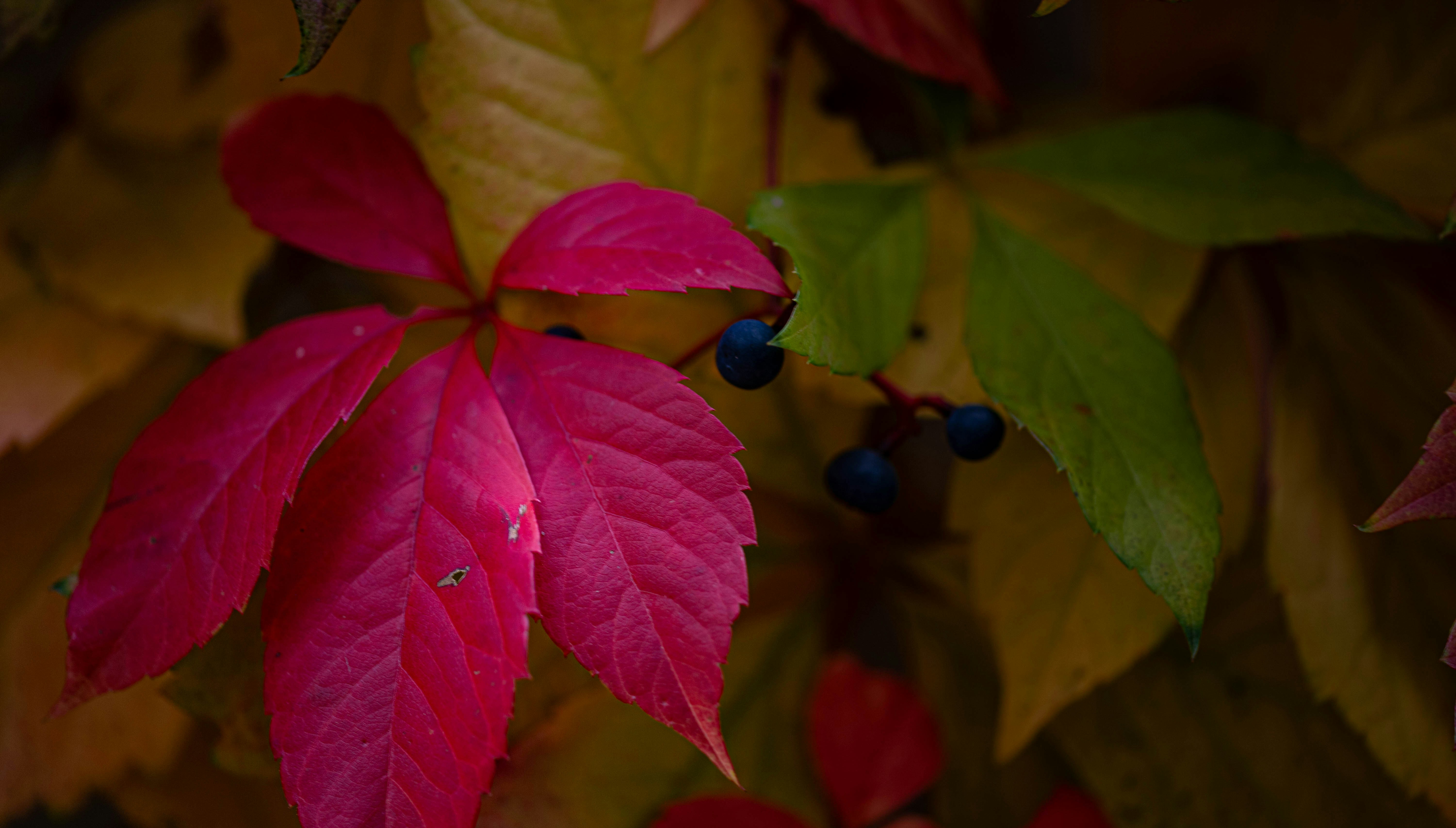 Velvet Fuchsia Leaf and Indigo Berries in Autumn's Quiet Border