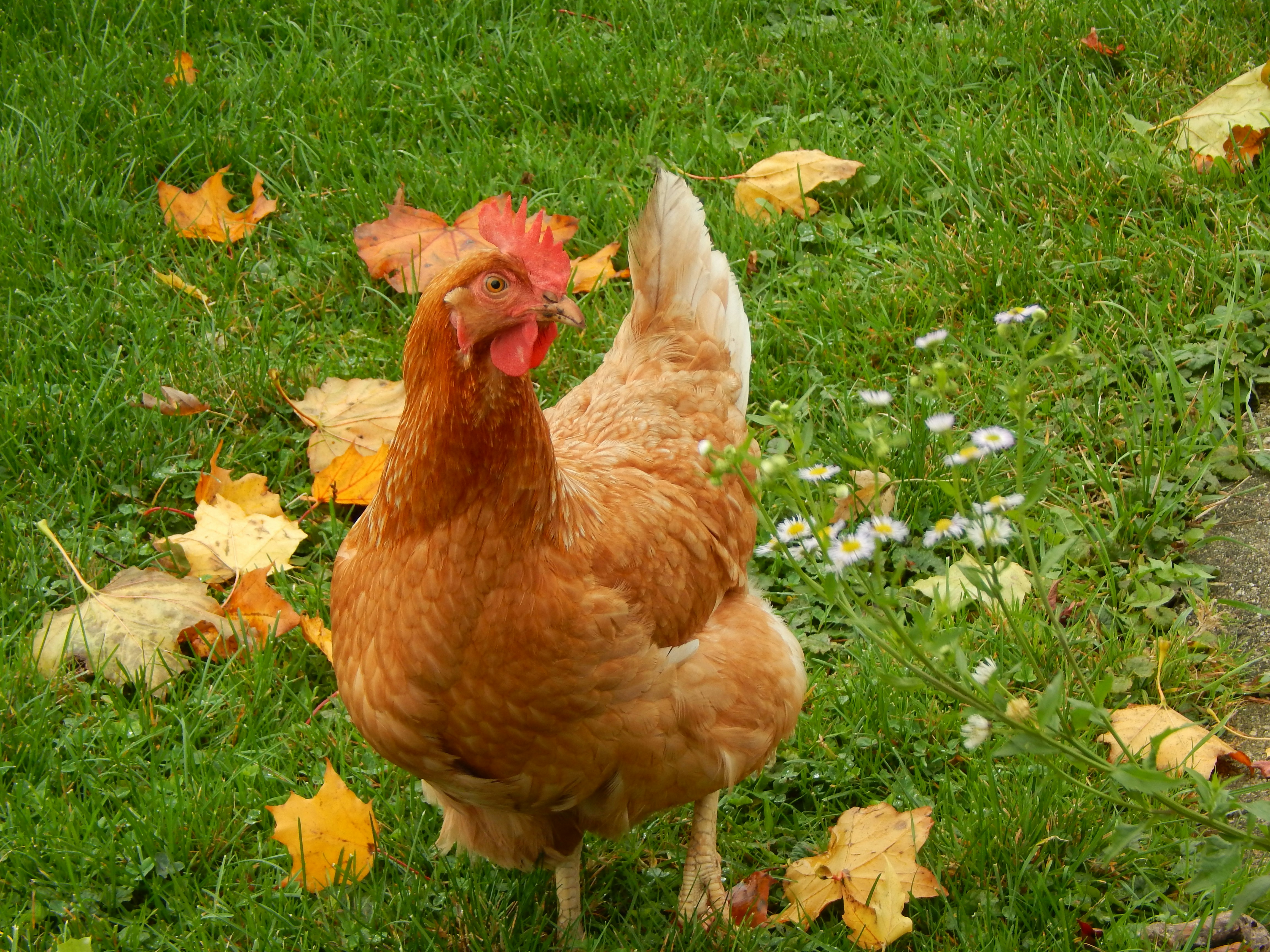 Photo by Josie Weiss with Nikon Coolpix L820