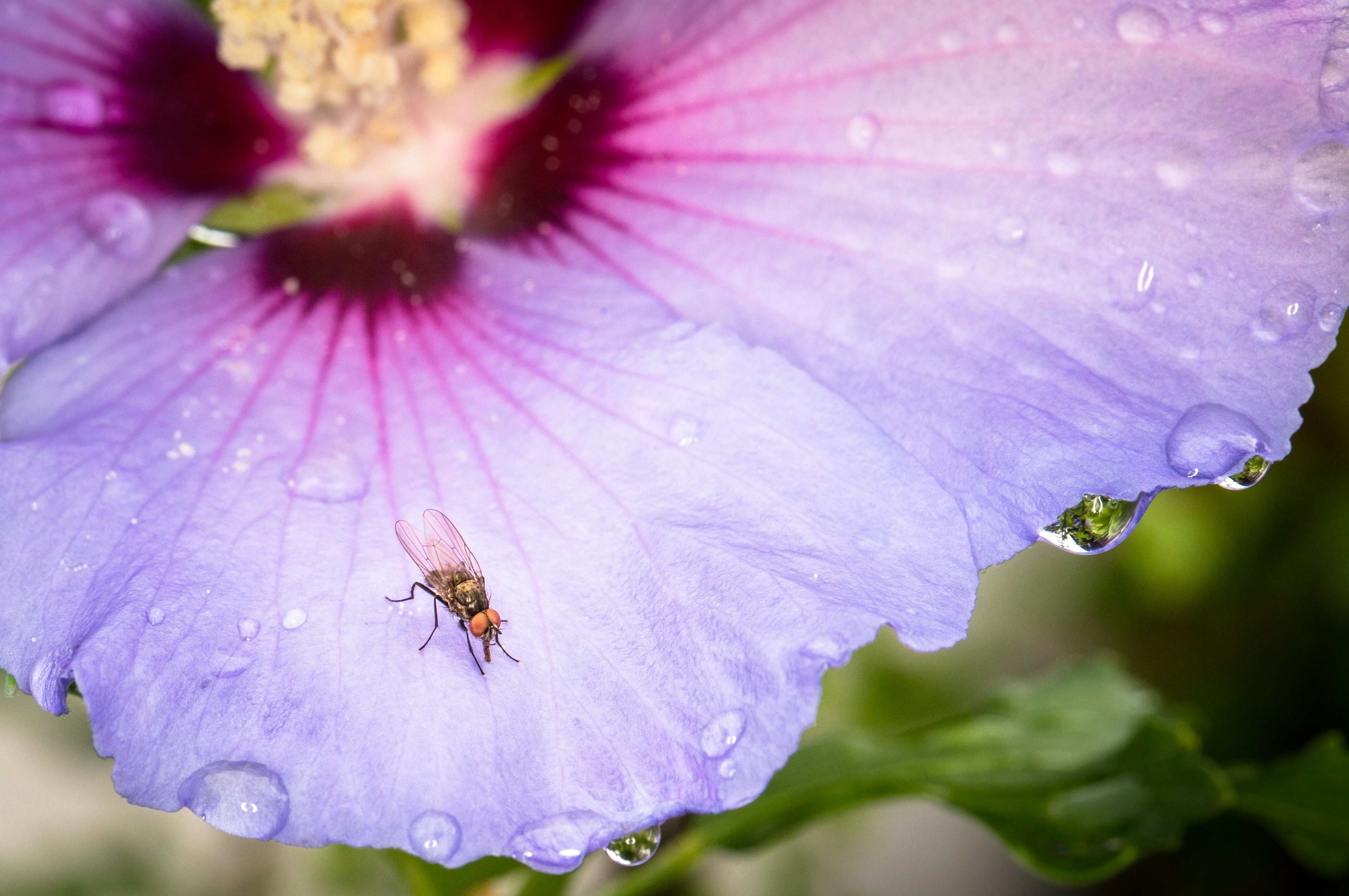 Hovering Visitor on Violet Petal: A Minuscule Life on a Flower