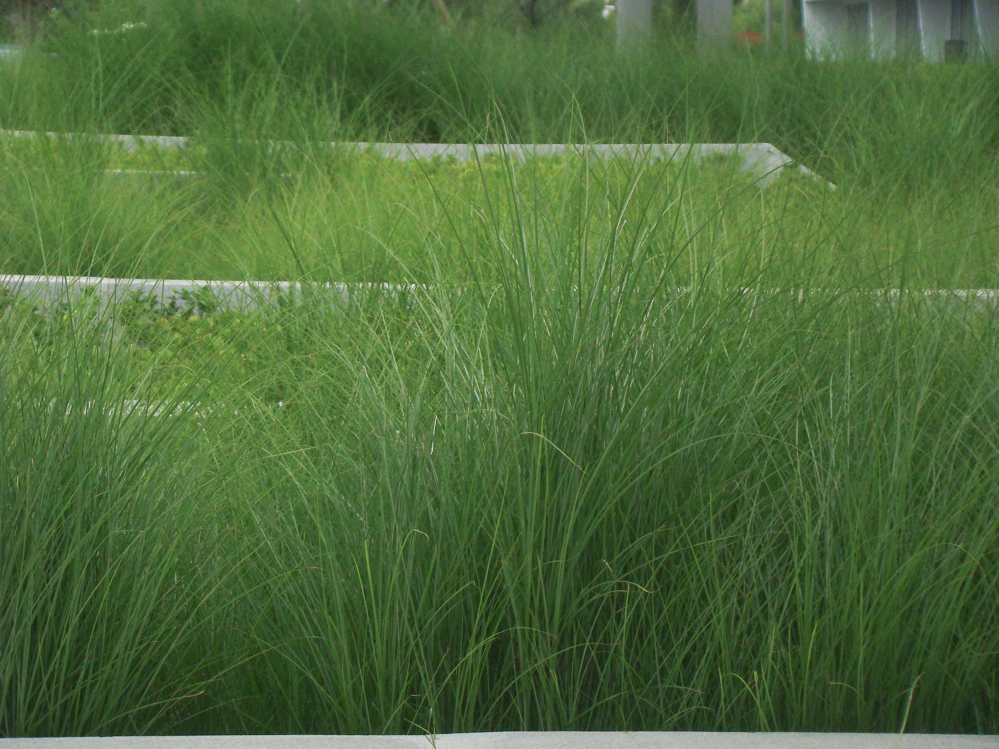 Emerald Tufts Framing a Quiet Stairway