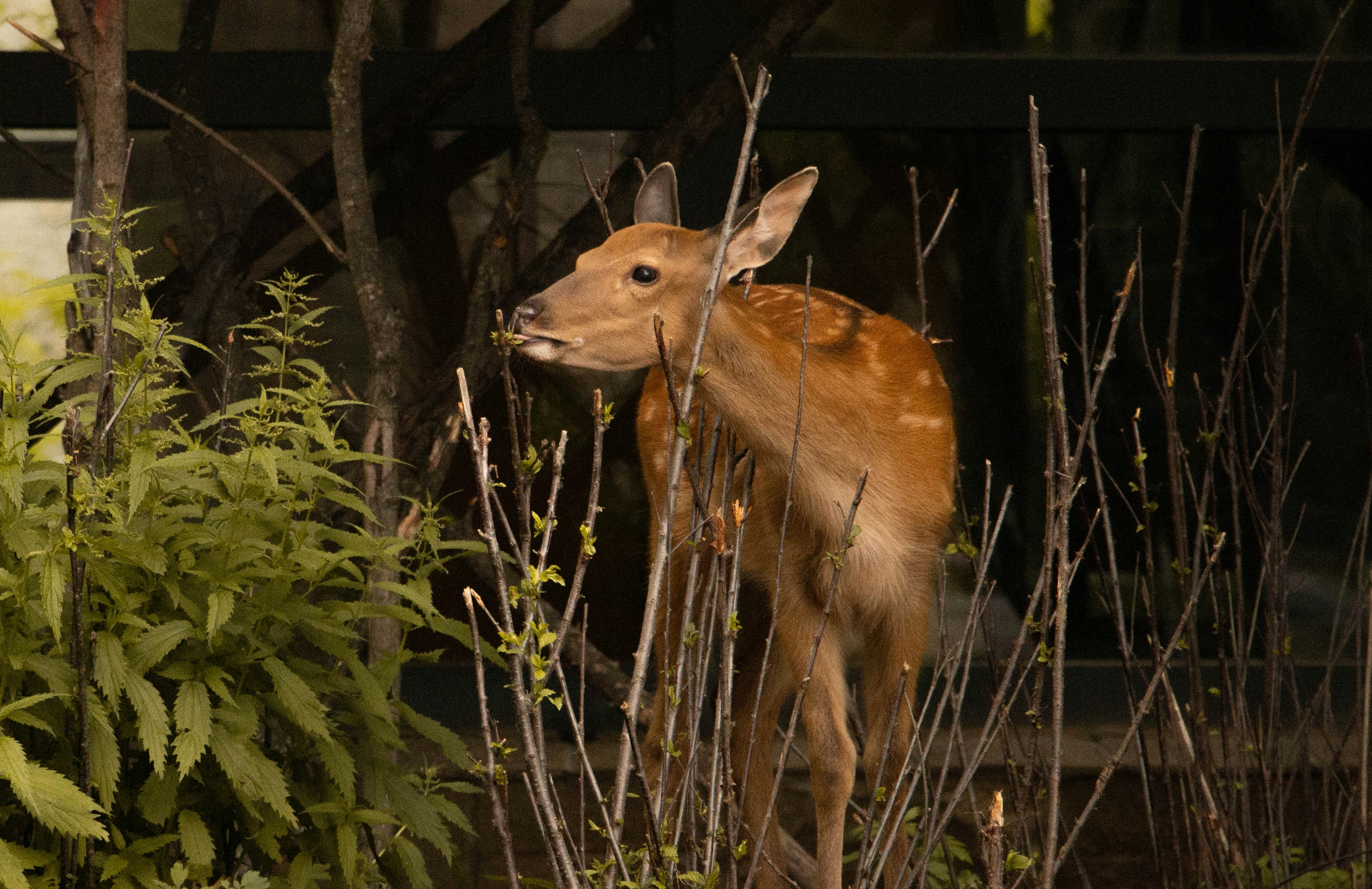 Nighttime Visitor: A YOUNG Deer Stepping Between Garden Stems