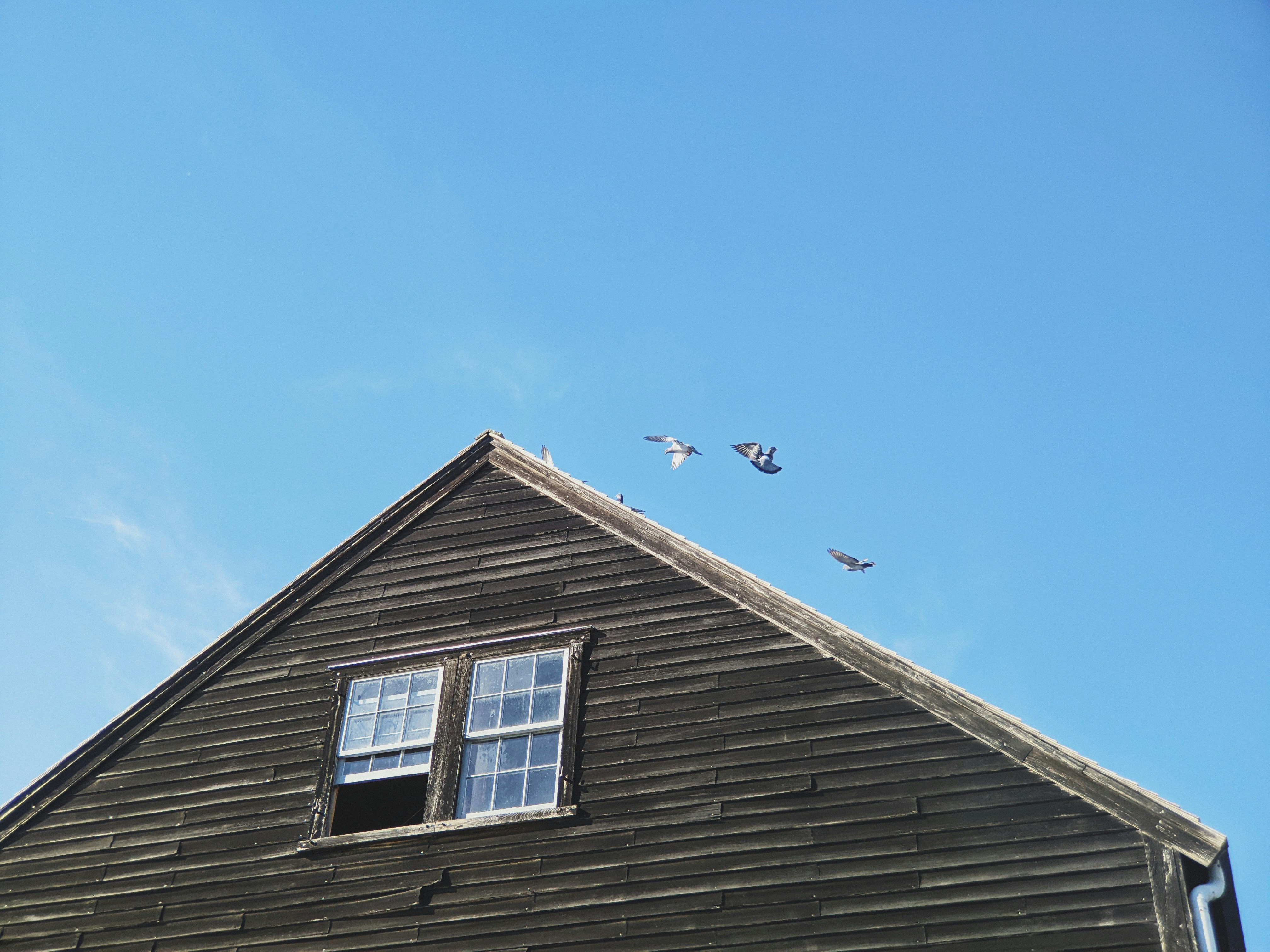 Photograph of a weathered wooden gable with a small window under a clear blue sky, with three birds flying overhead.
