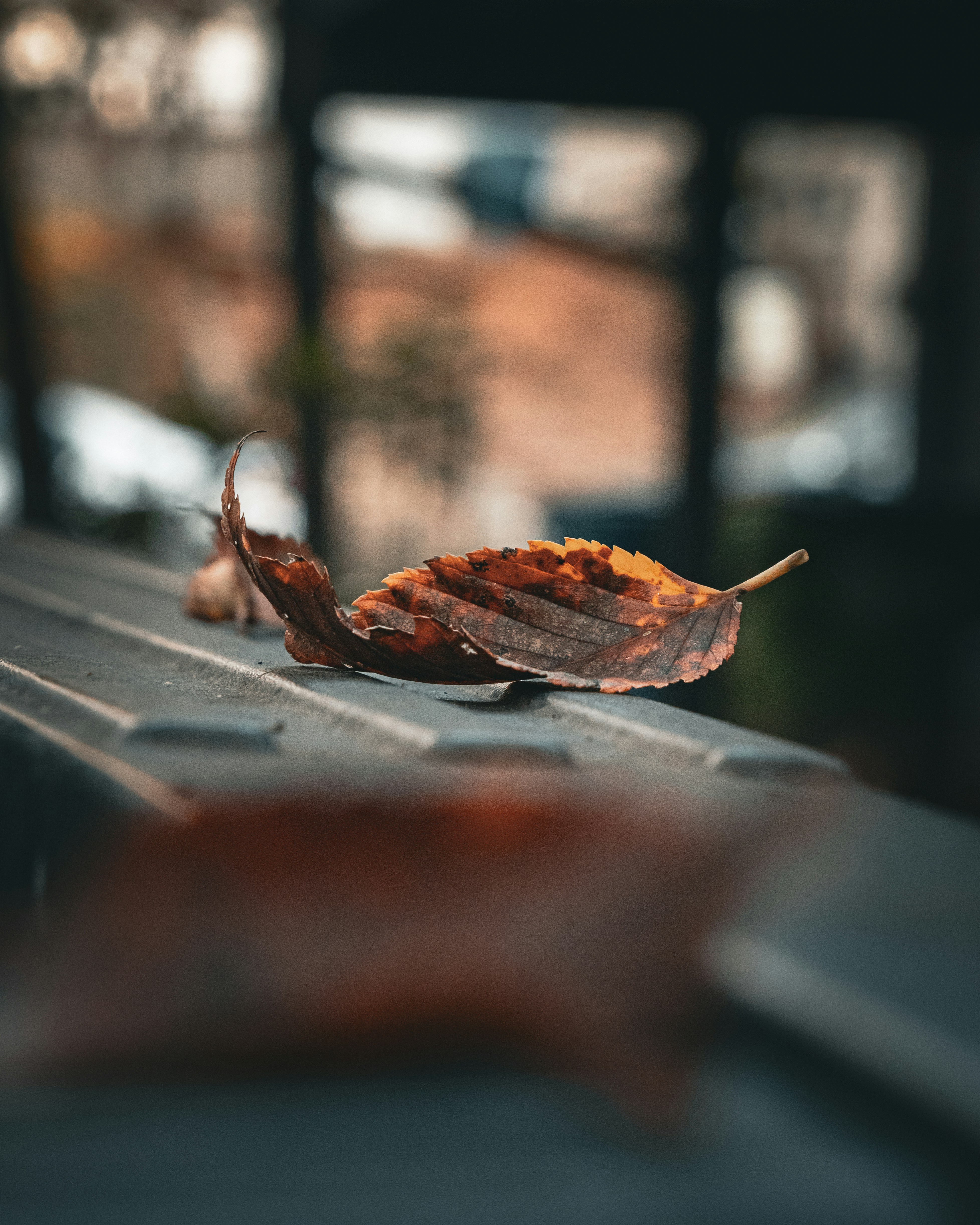 A leaf that is laying on a bench photo – Free Food Image on Unsplash