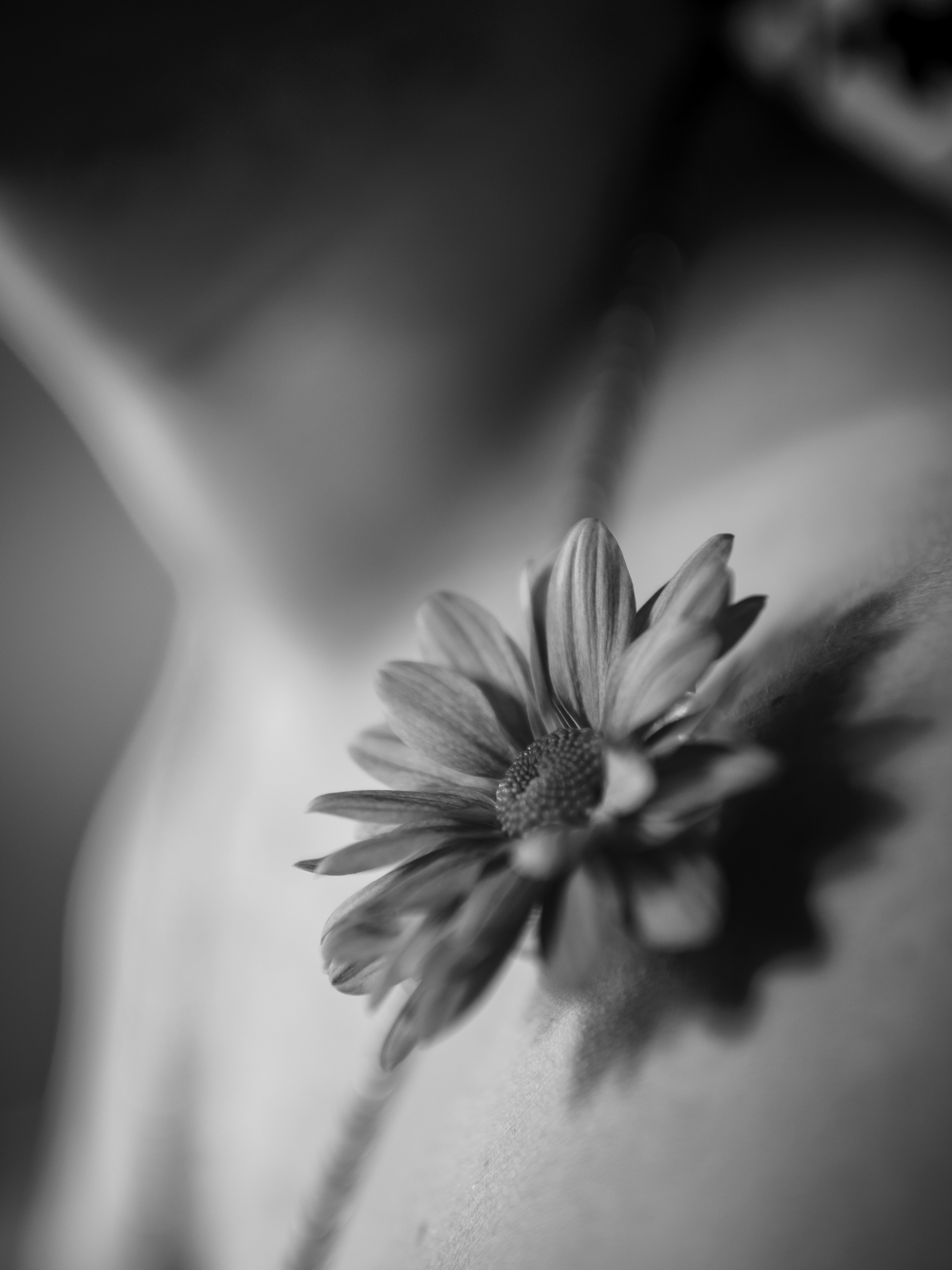 Petaled Spotlight: A Single Flower on Soft Shadowed Skin