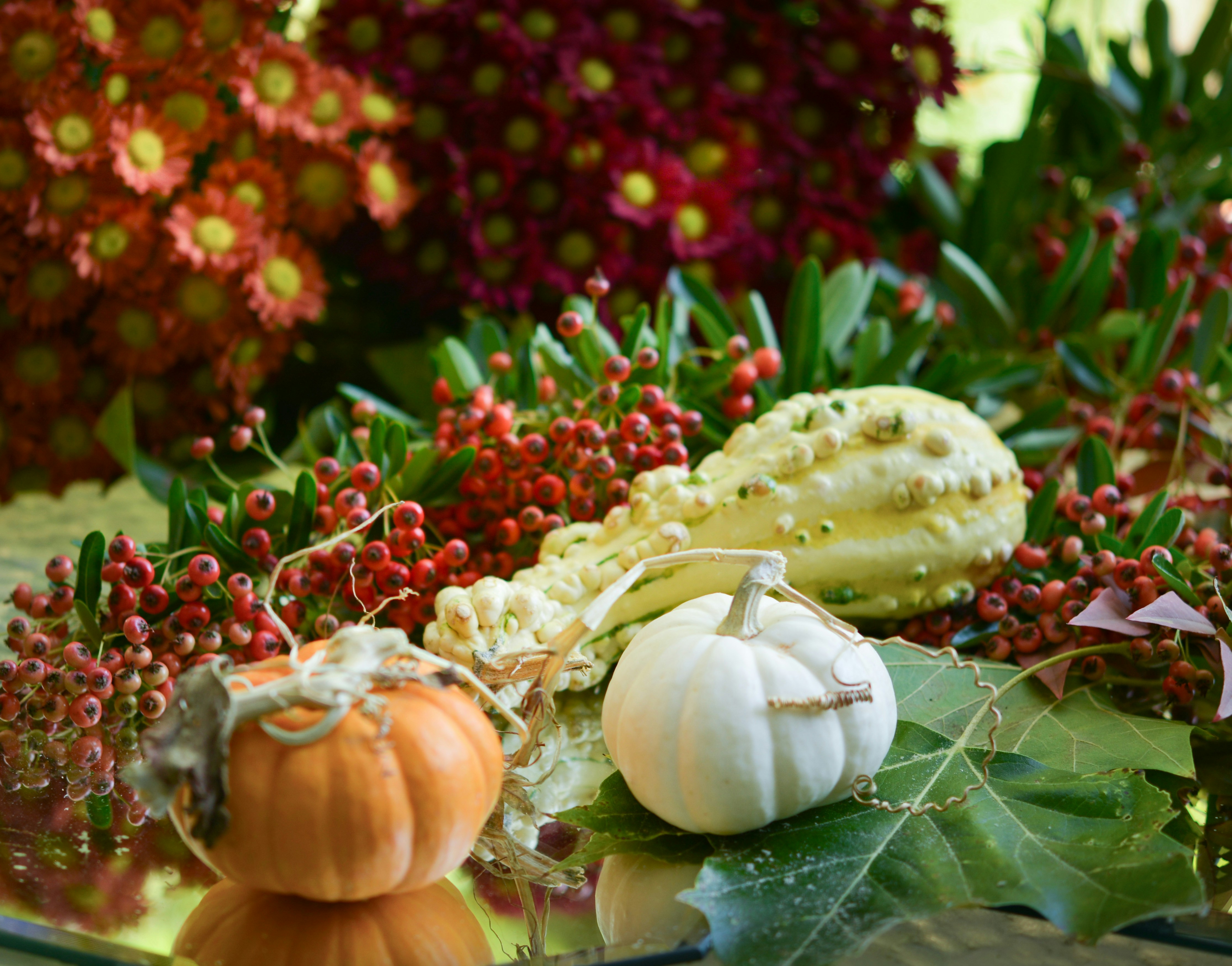 Pumpkins and gourds are arranged on a glass table photo – Free Ca Image ...