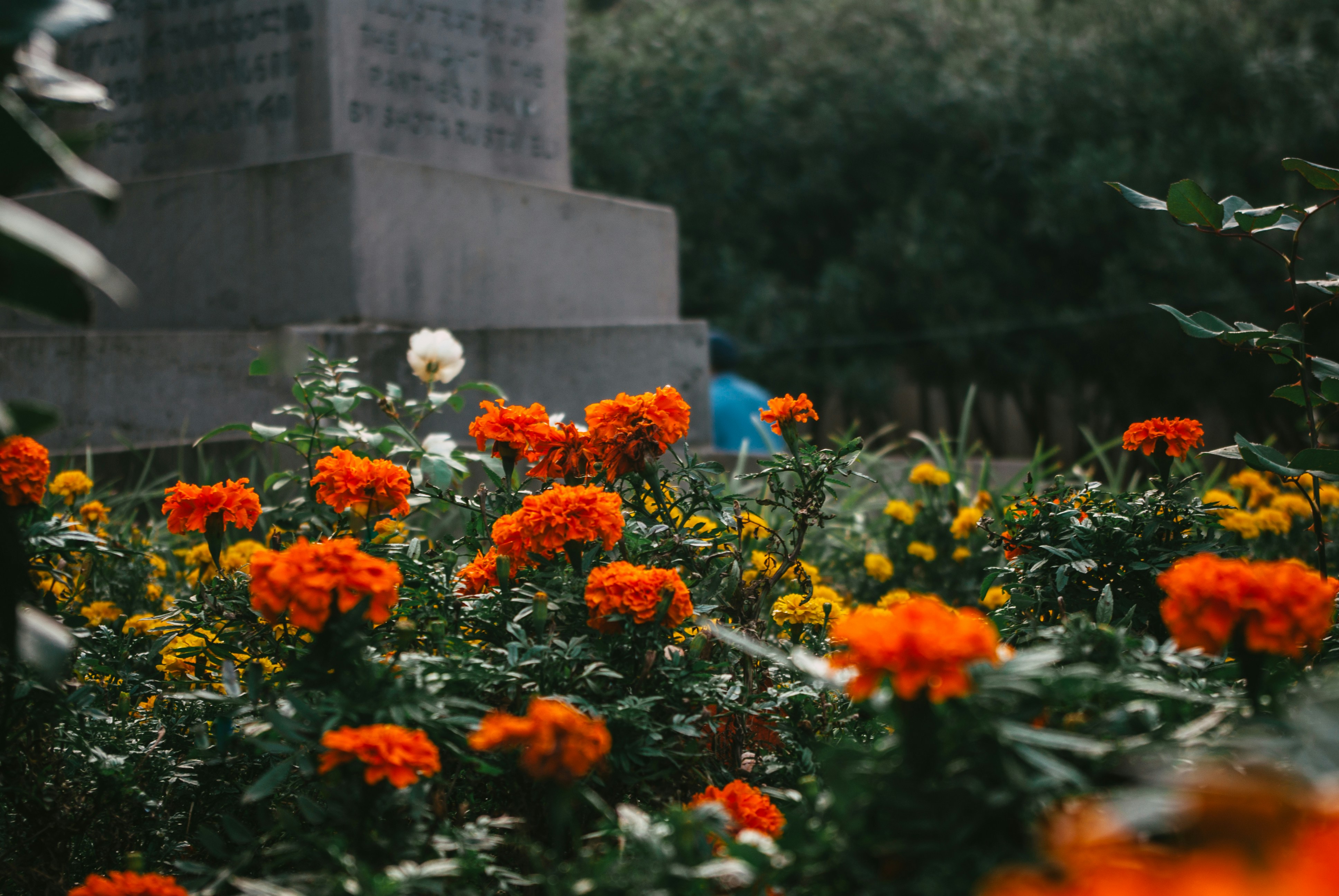 Marigold Burst by the Quiet Monument